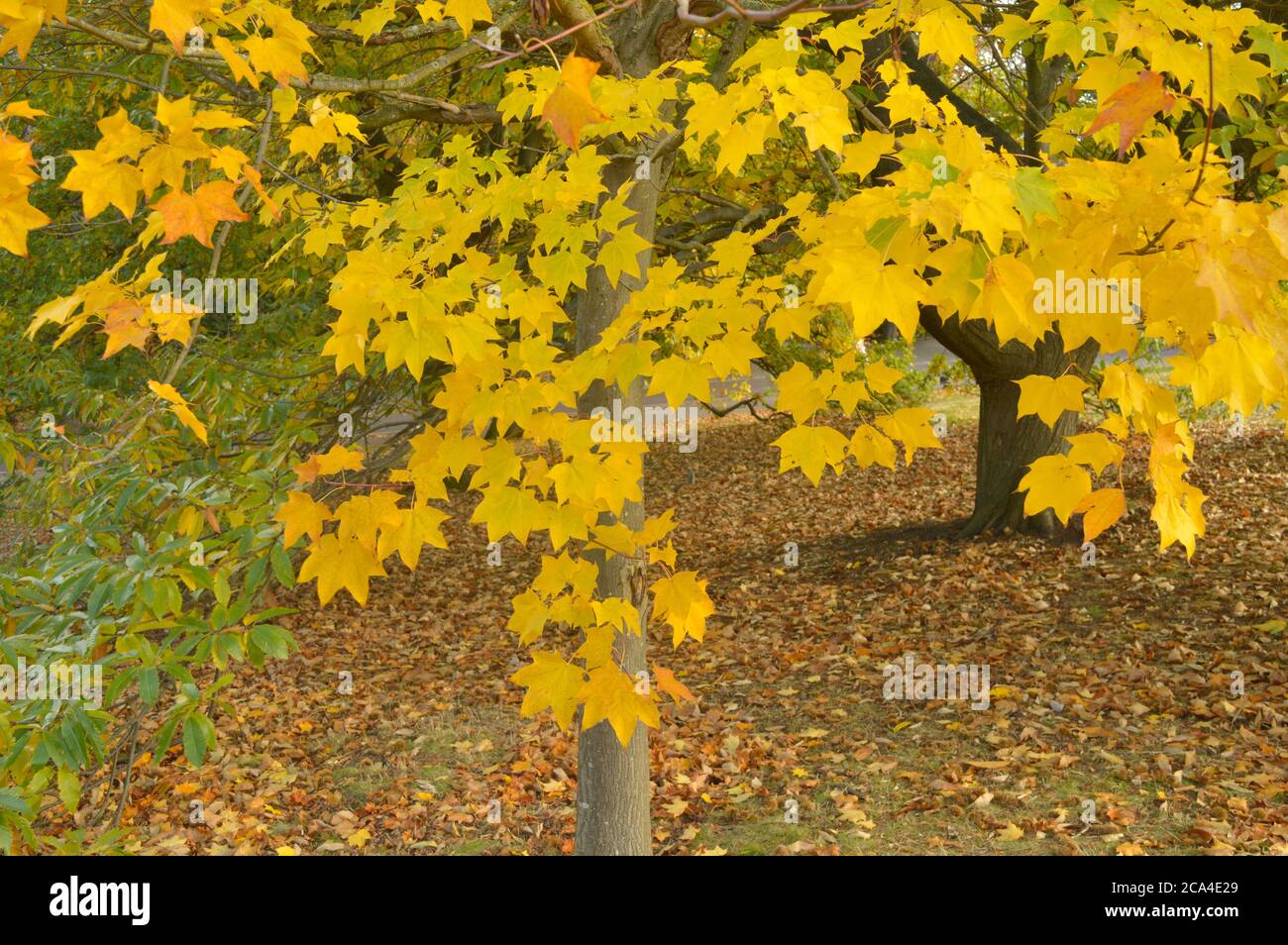 yellow leaves on a tree during fall Stock Photo - Alamy