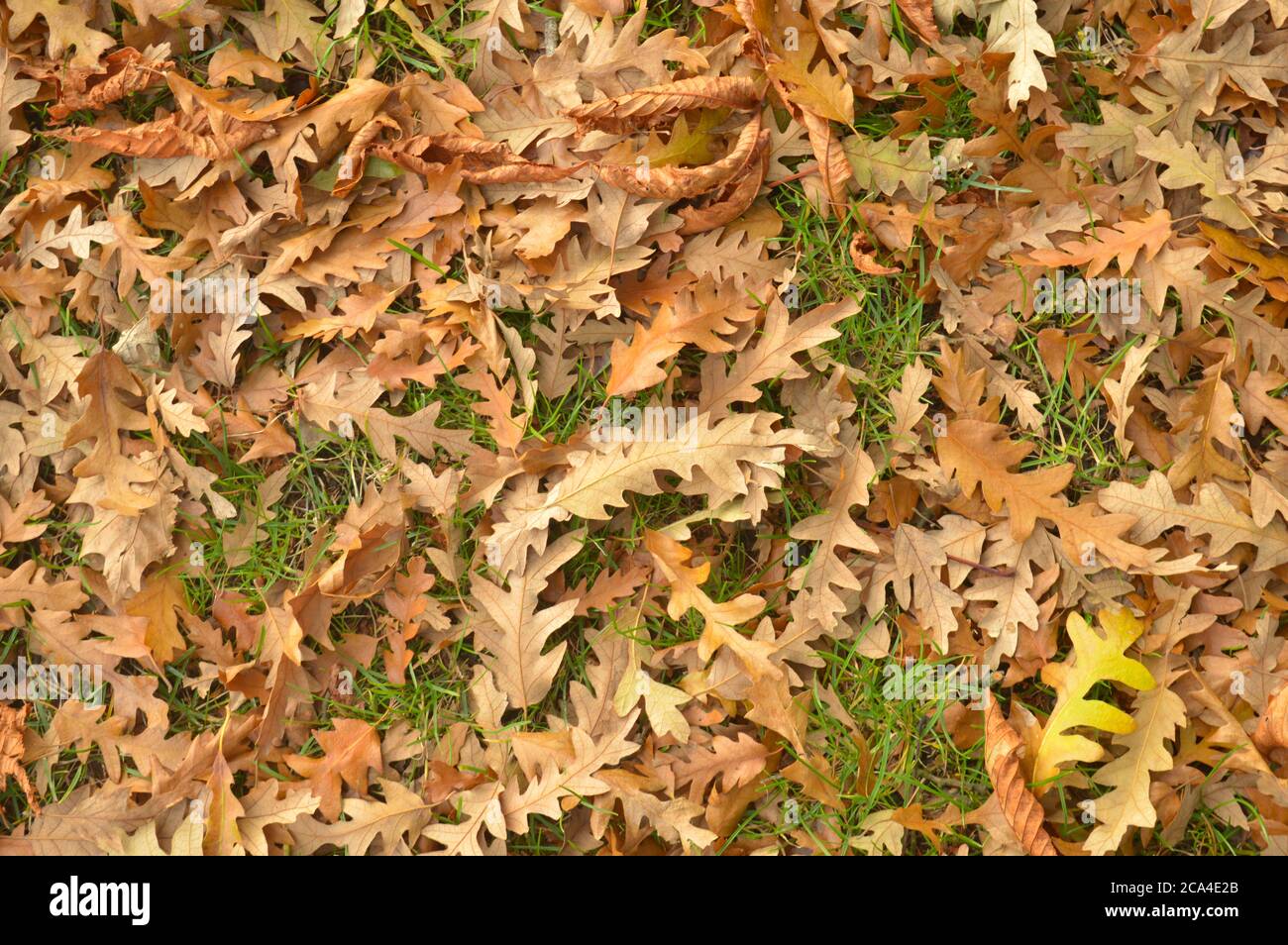 brown leaves on grass during fall Stock Photo - Alamy