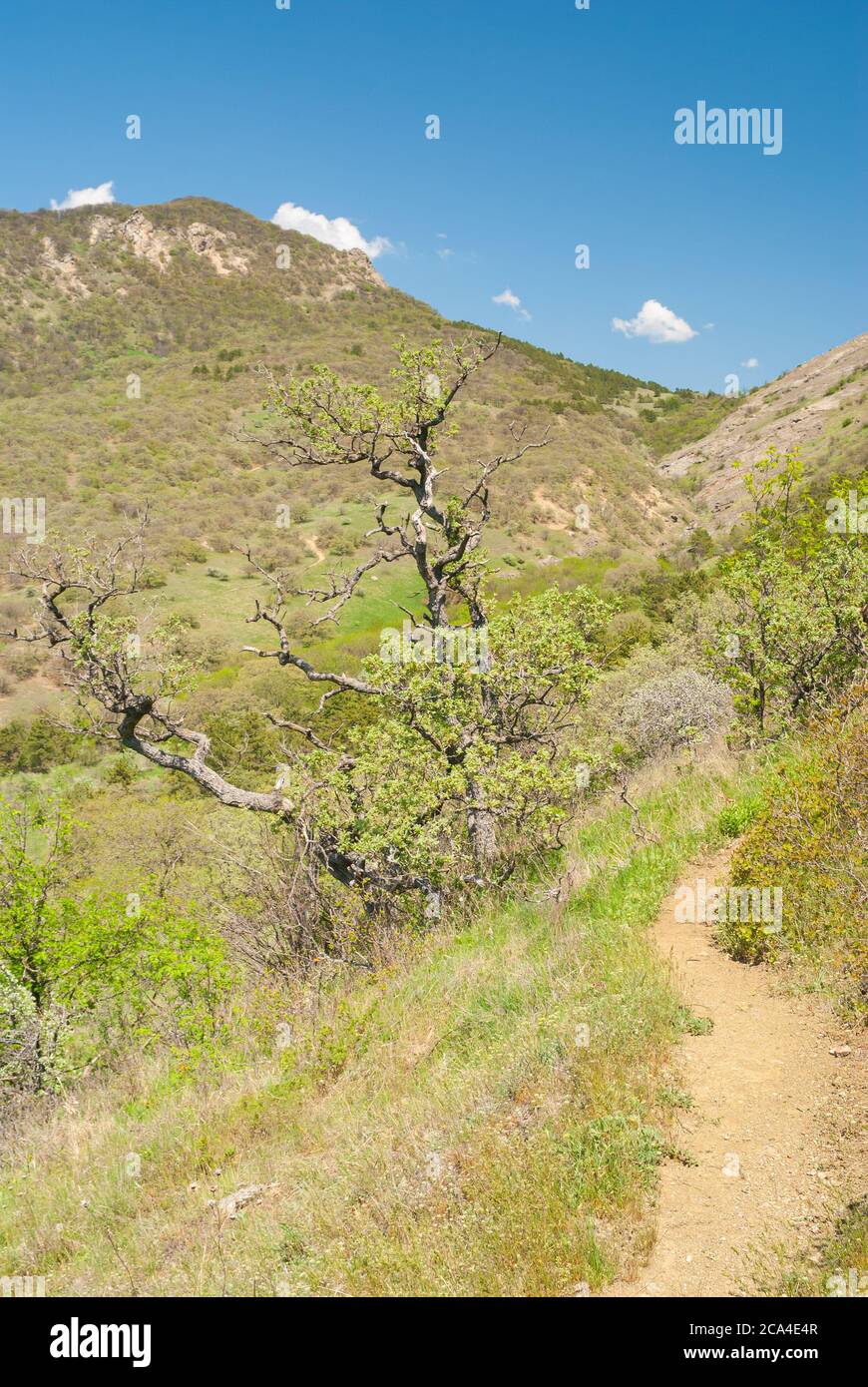 Spring Landscape with path in forest in Karadag nature reserve, Crimea ...