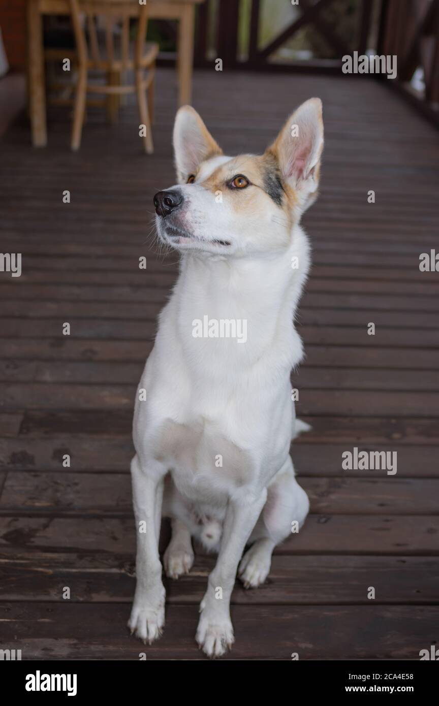 Full Body portrait of young cross-breed of hunting and northern white ...