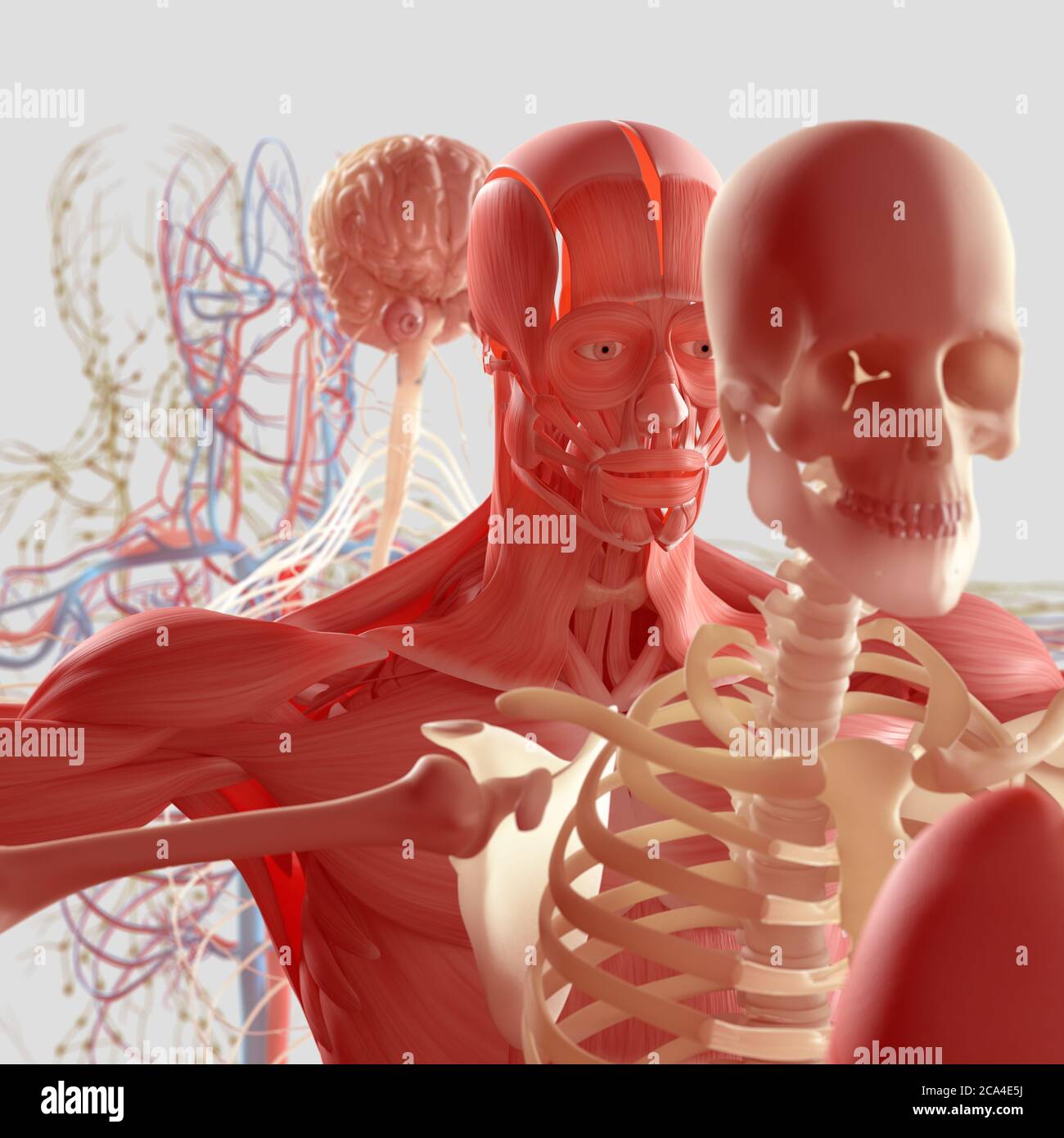 Human anatomy exploded view, diagram. Separate body systems muscle ...