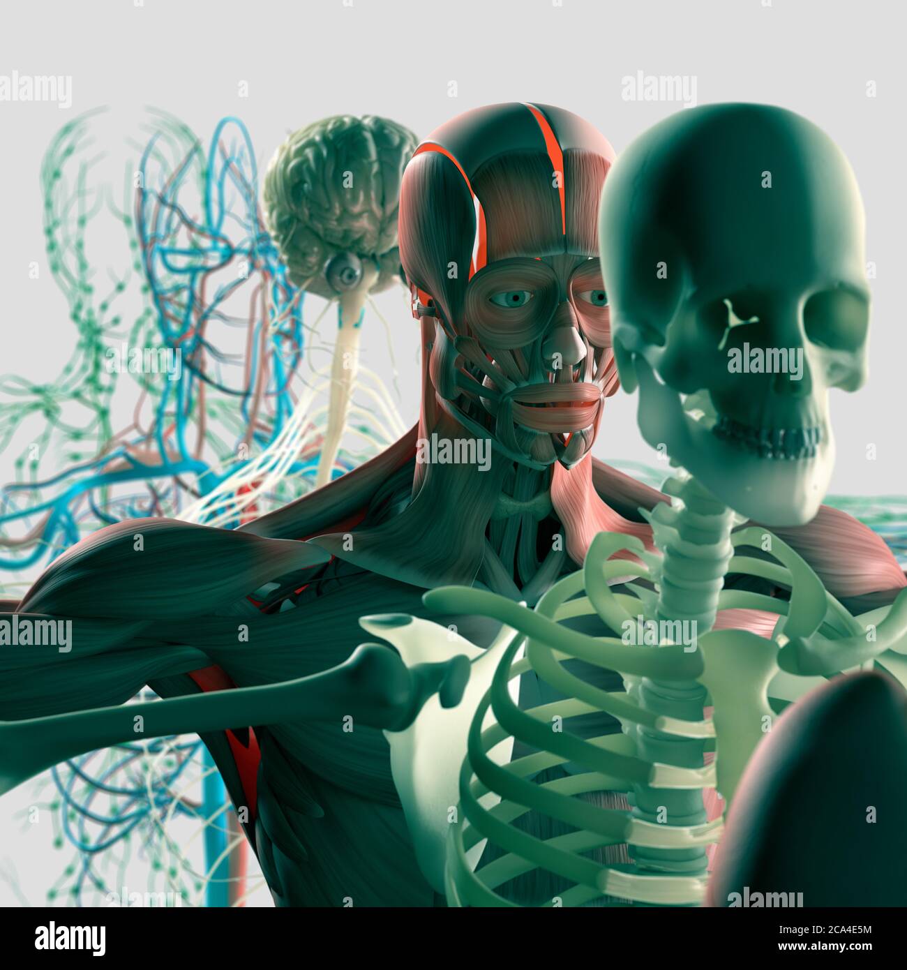 Human anatomy exploded view, diagram. Separate body systems muscle ...