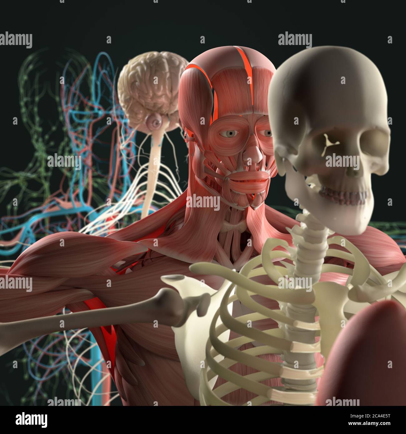 Human Organ Systems Chart