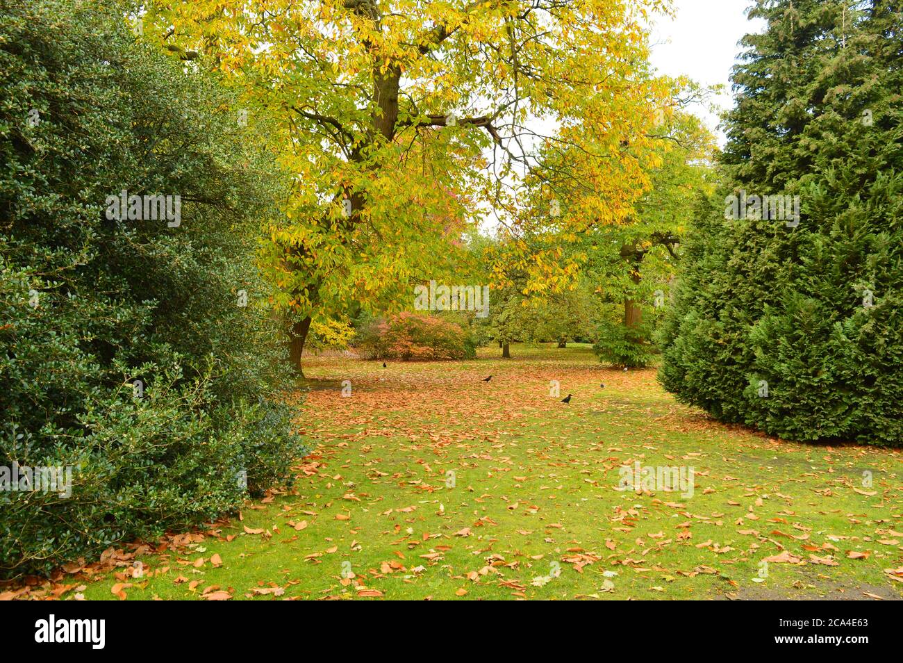 beautiful meadows during fall with different colour leaves on the floor ...