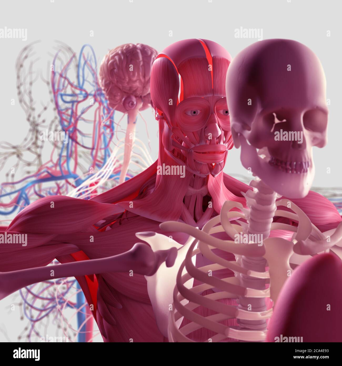 Human anatomy exploded view, diagram. Separate body systems muscle ...