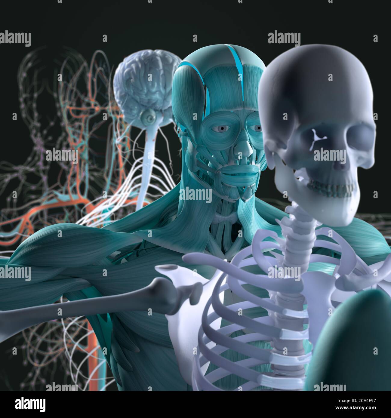Human anatomy exploded view, diagram. Separate body systems muscle ...