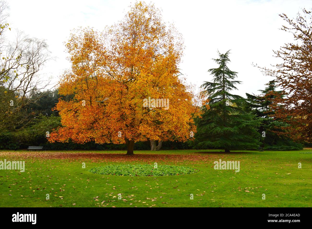 beautiful meadows during fall with different colour leaves on the floor ...