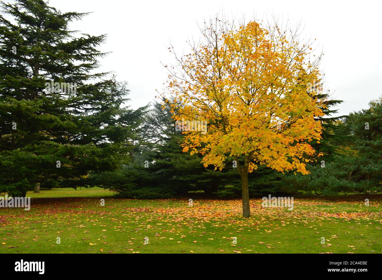 beautiful meadows during fall with different colour leaves on the floor ...