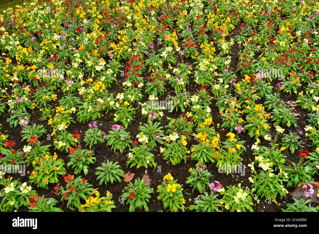plants with different color flowers on soil Stock Photo - Alamy