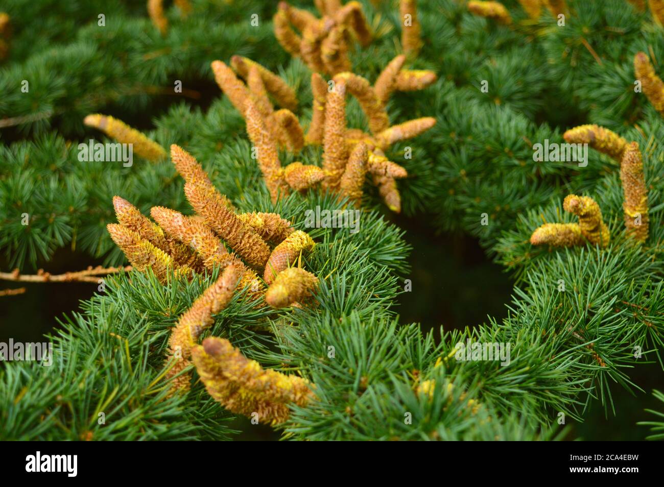 brown pine cones with yellow pollen dust on a branch Stock Photo - Alamy