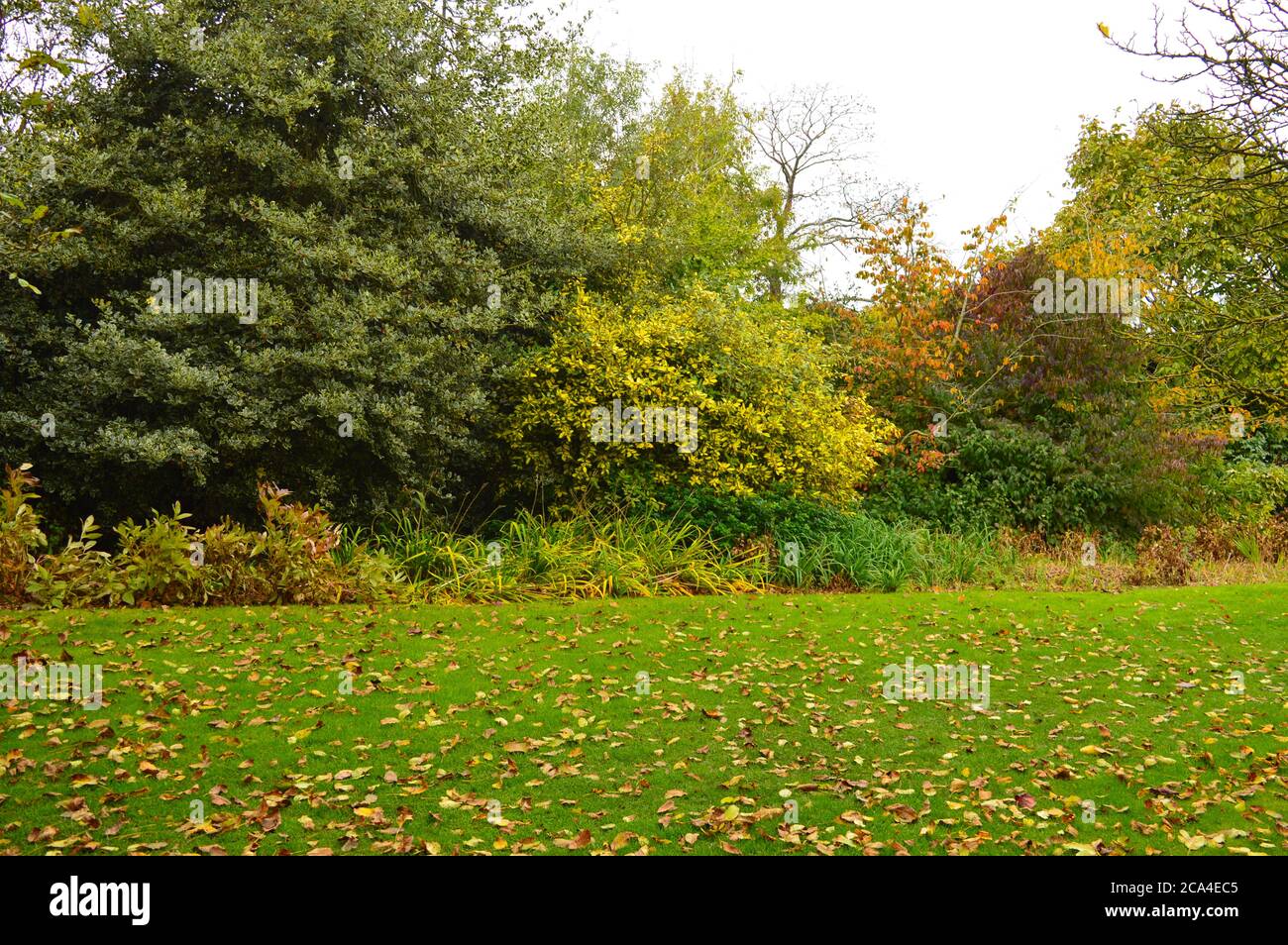 beautiful meadows during fall with different colour leaves on the floor ...