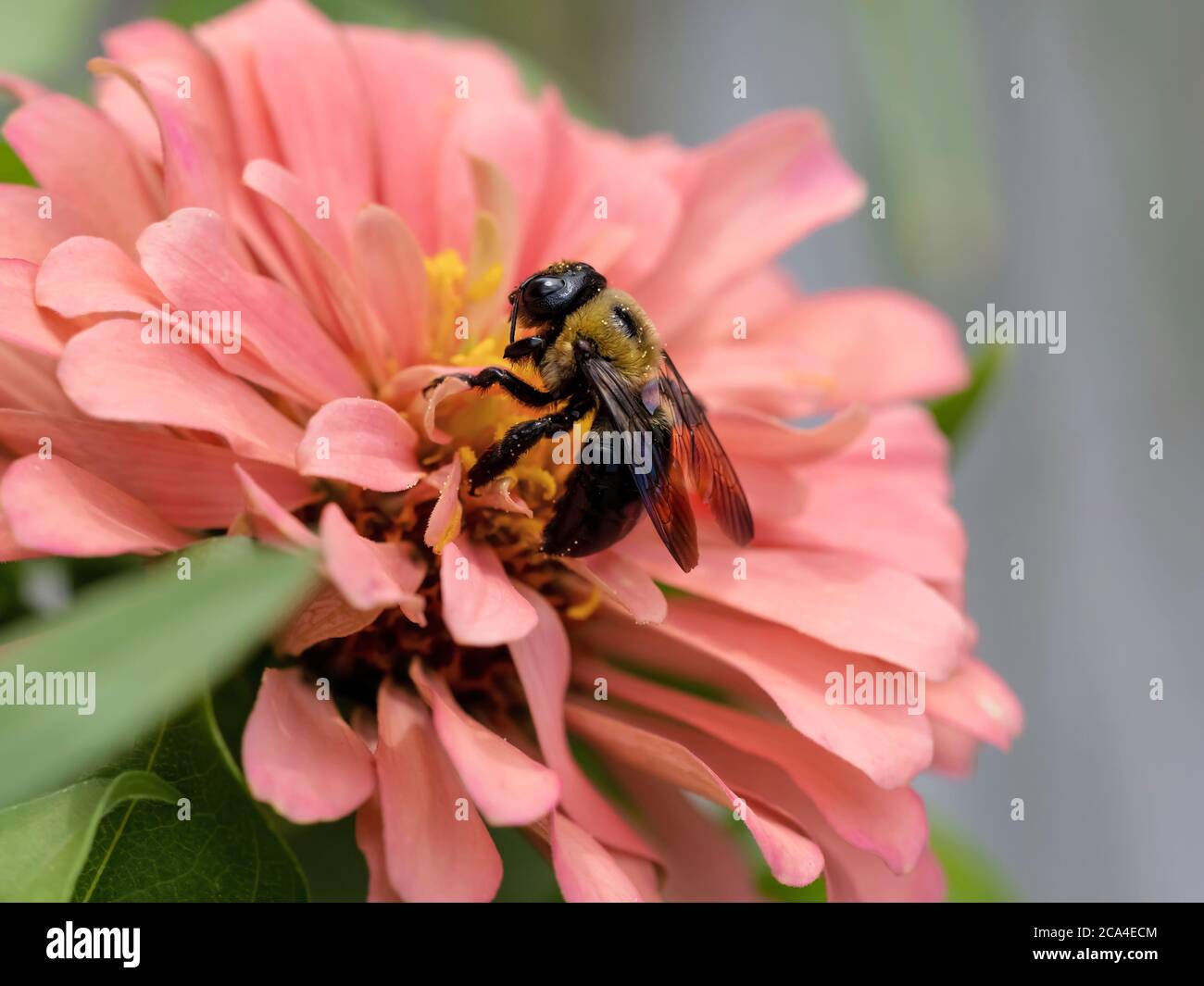 Black and Yellow Bumblebee pollinating a light pink peach color Zinnia ...