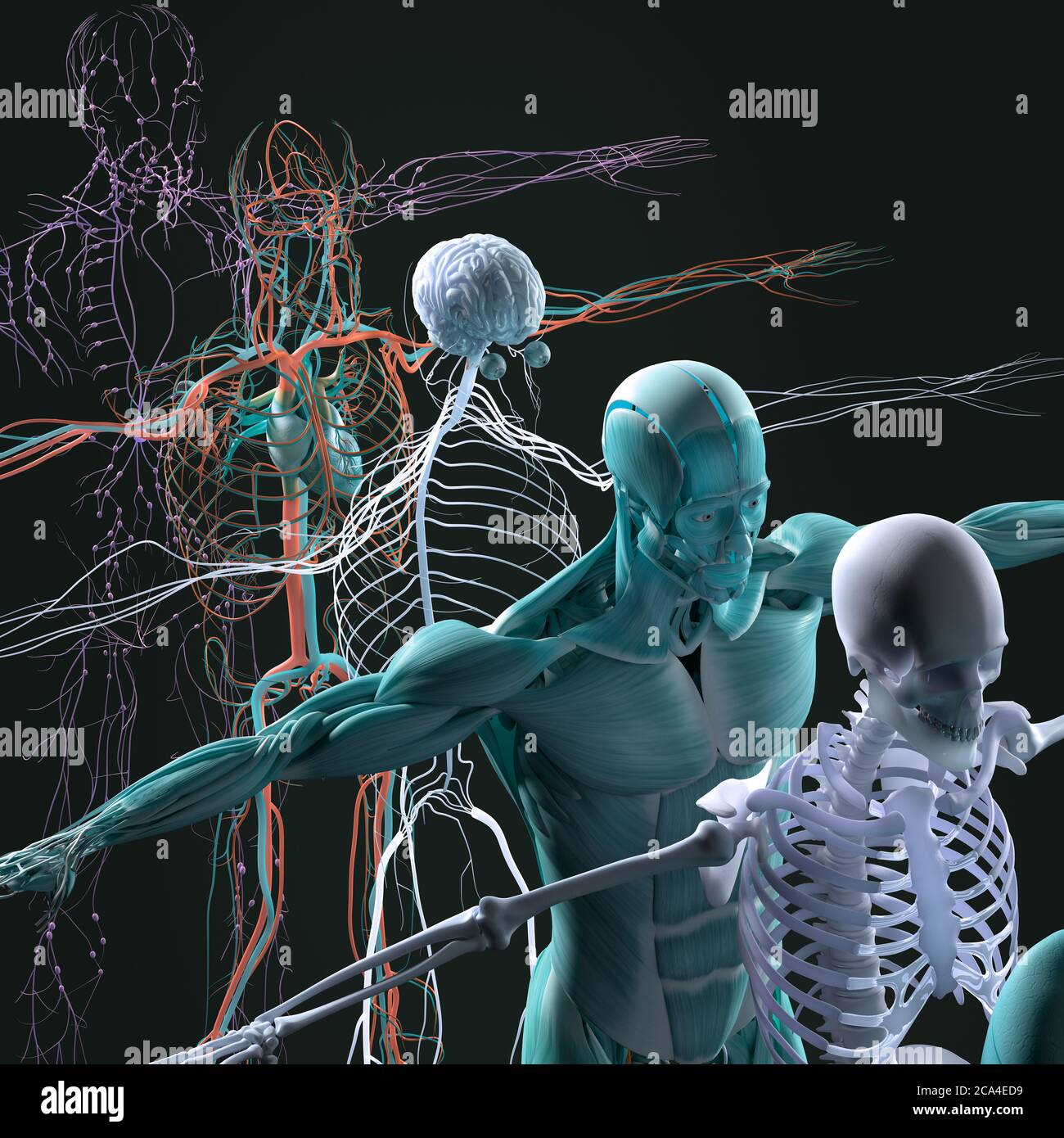 Human anatomy exploded view, diagram. Separate body systems muscle ...