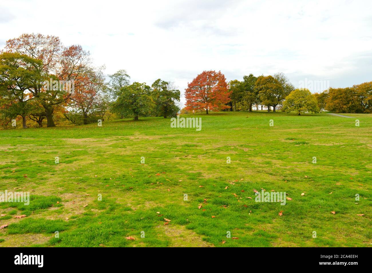 beautiful landscape with different coloured trees and green lawn Stock ...