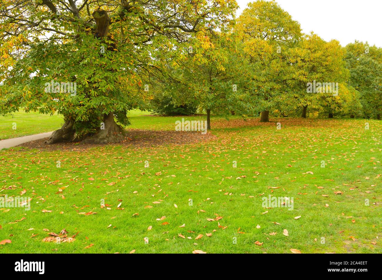 beautiful landscape with different coloured trees and green lawn Stock ...