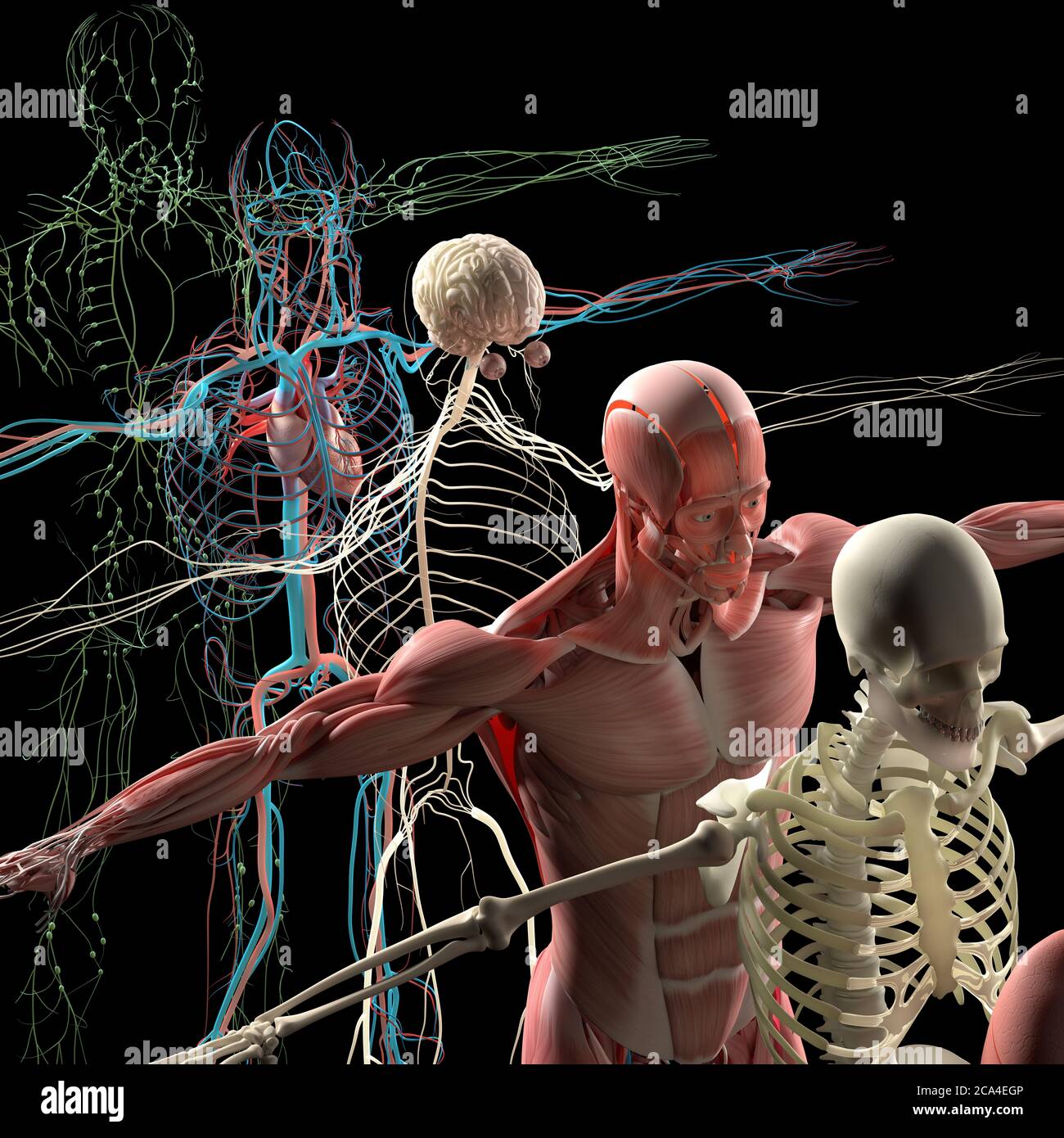 Human body systems hi-res stock photography and images - Alamy