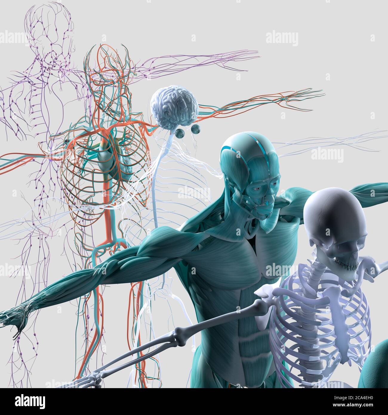 Human anatomy exploded view, diagram. Separate body systems muscle ...