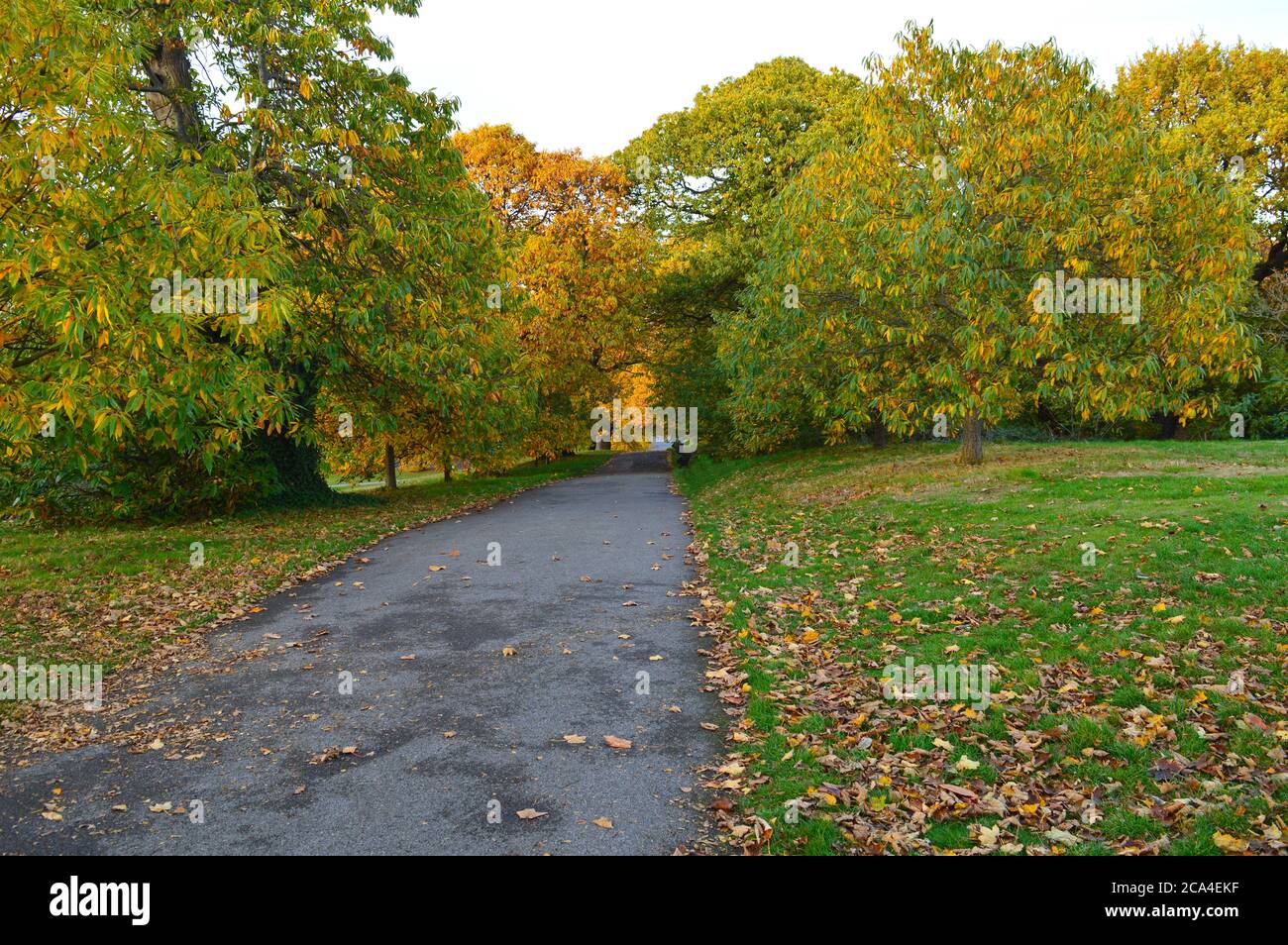 pathway with lawn on both sides and colourful trees in the background ...