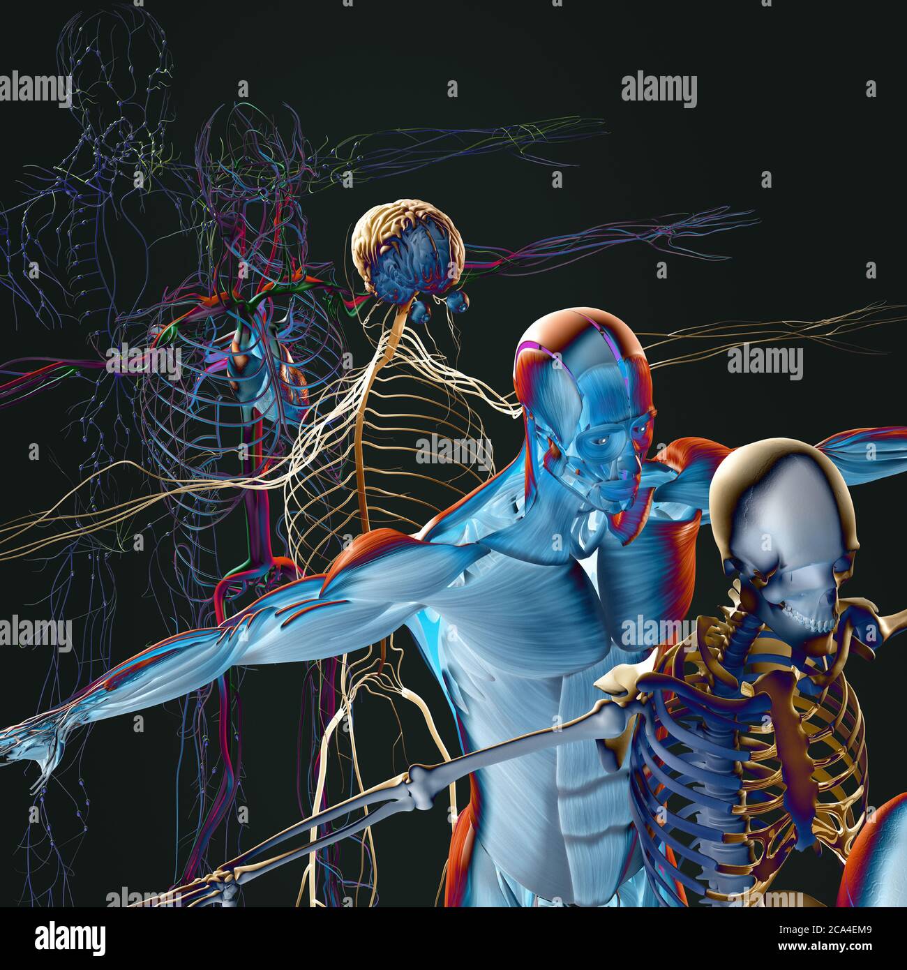 Human anatomy exploded view, diagram. Separate body systems muscle ...