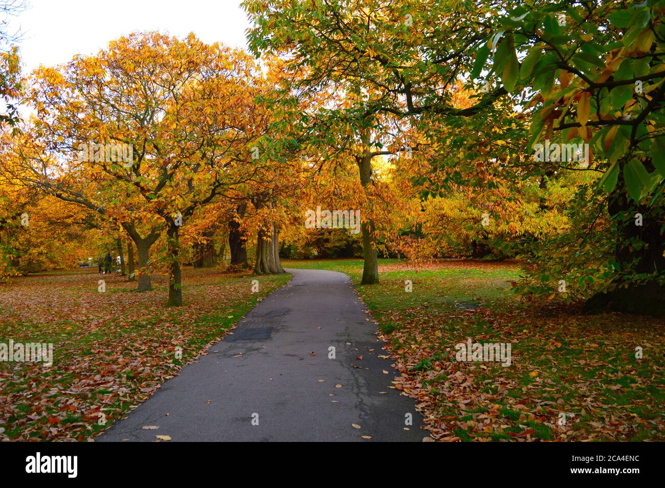 pathway with lawn on both sides and colourful trees in the background ...