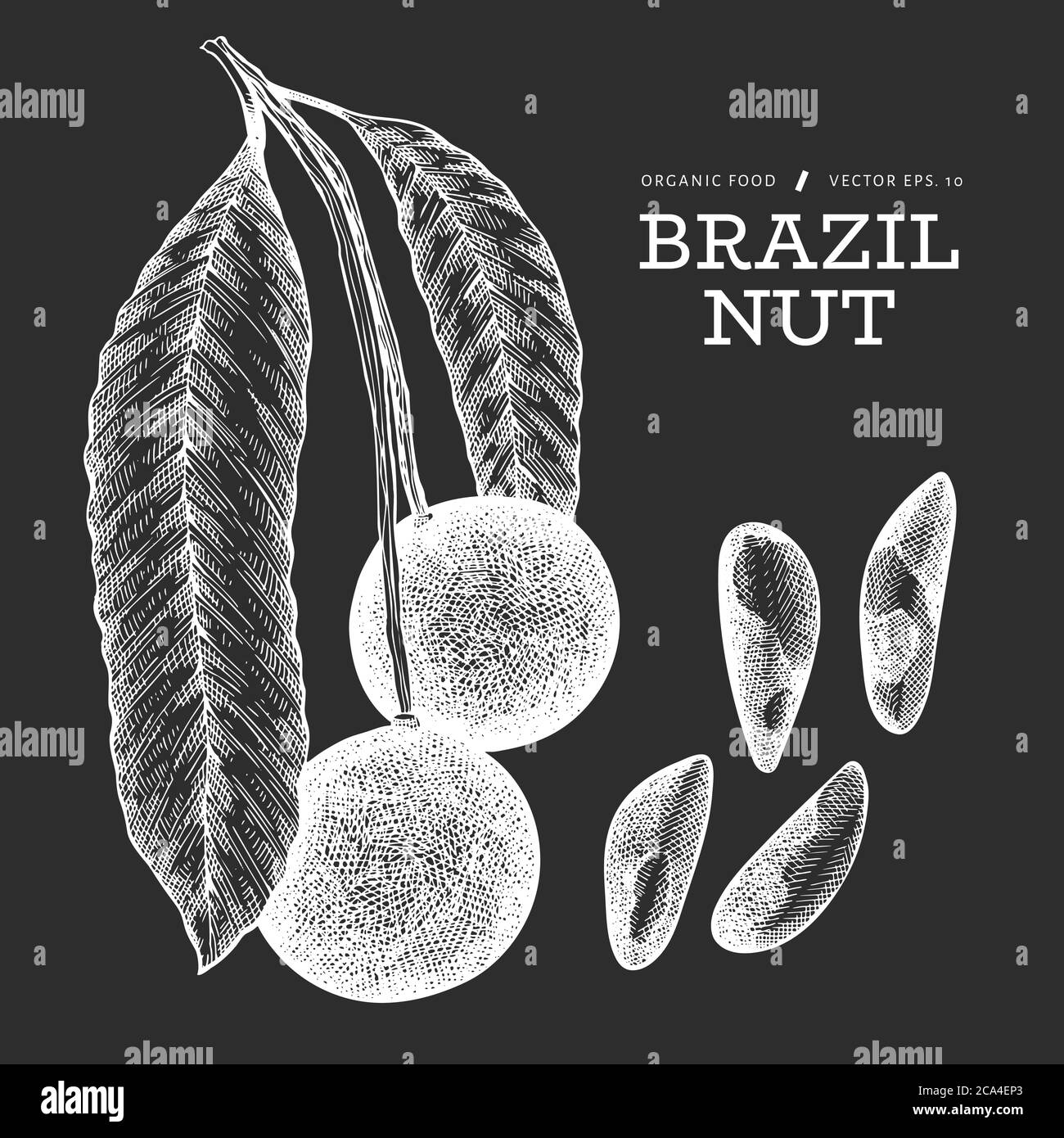 Hand drawn brazilian nut branch and kernels. Organic food vector ...
