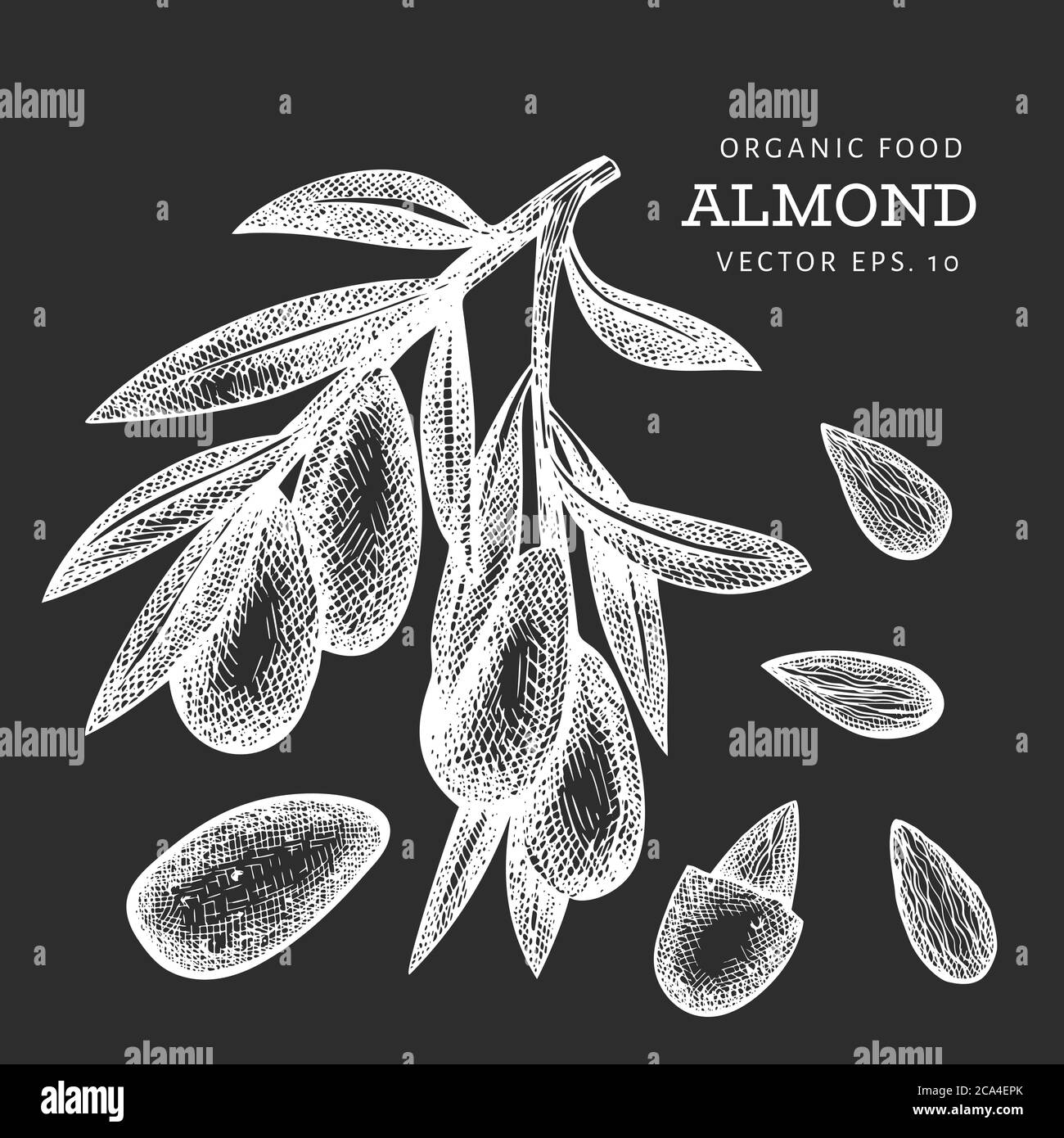 Hand drawn sketch almond branch. Organic food vector illustration ...