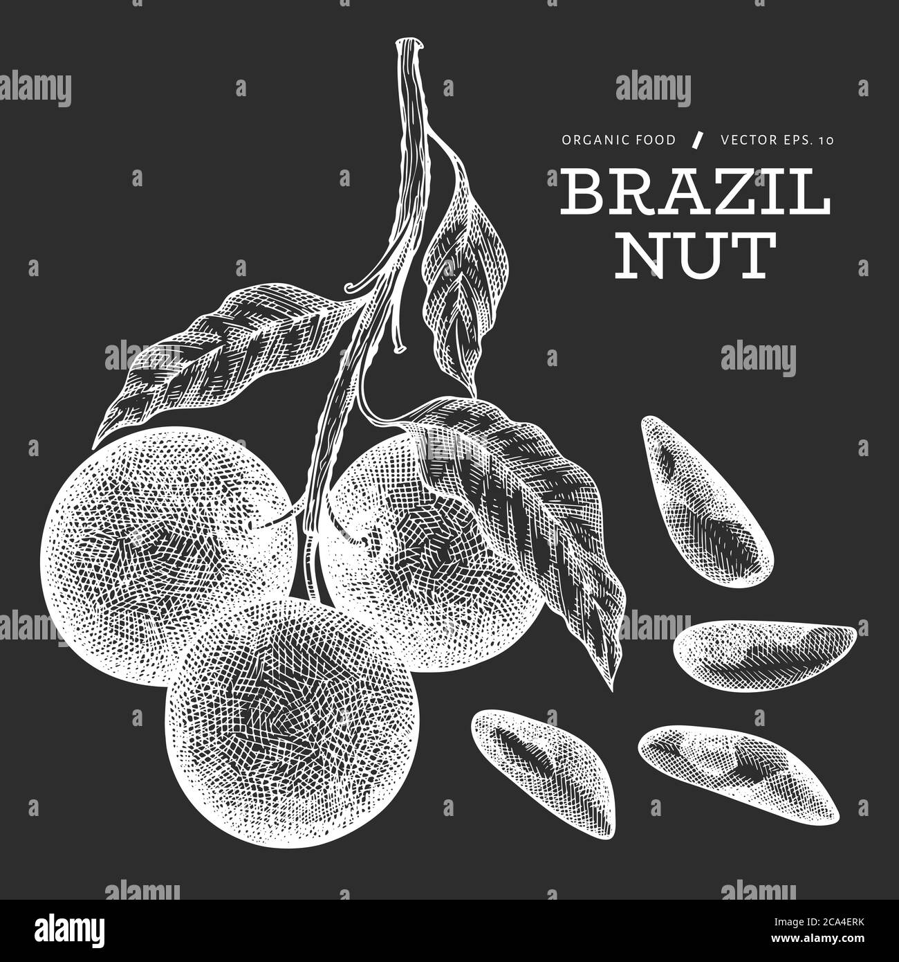 Hand drawn brazilian nut branch and kernels. Organic food vector ...