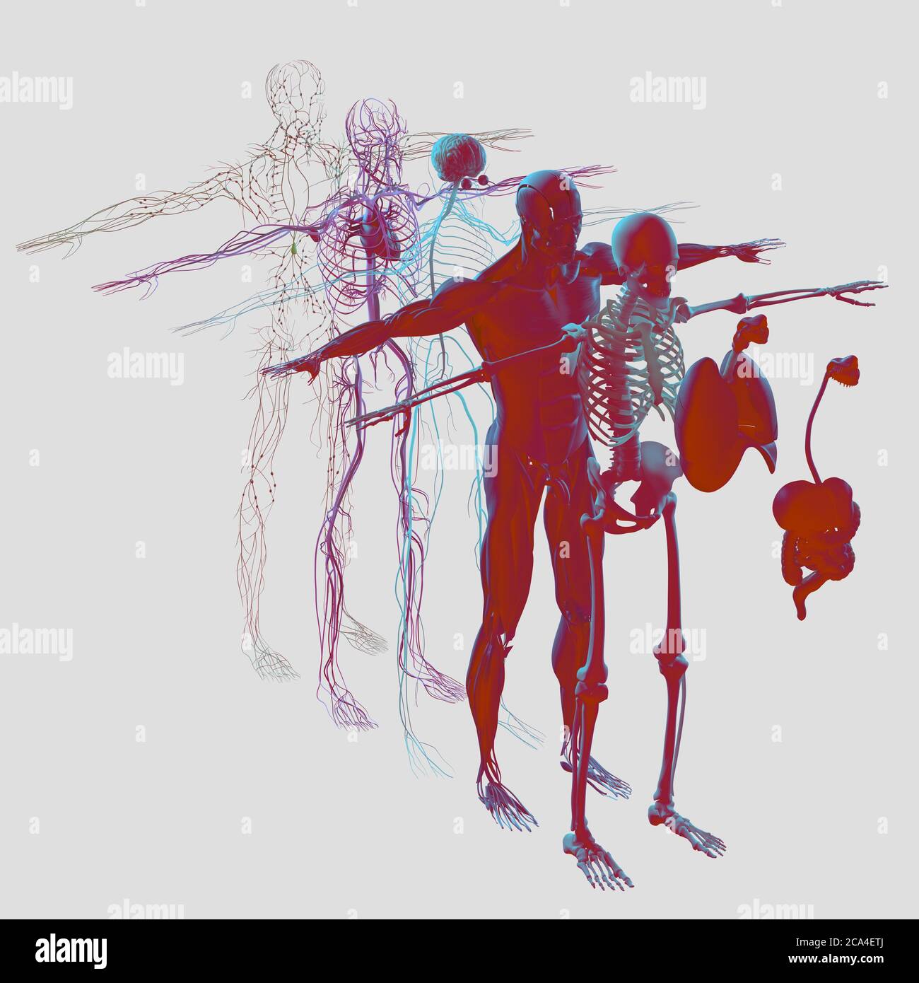Human anatomy exploded view, diagram. Separate body systems muscle ...