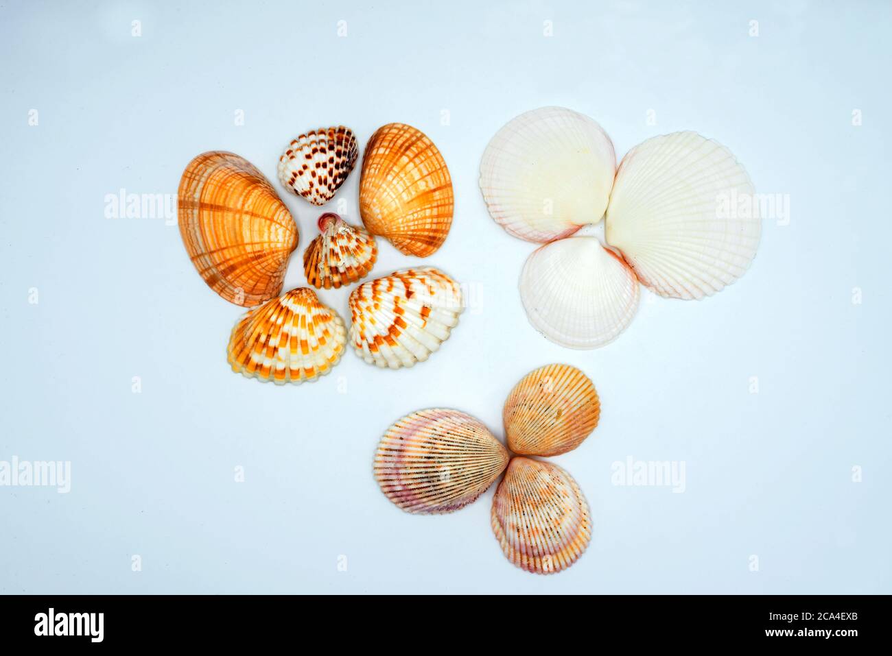 Collage summer seashells hi-res stock photography and images - Alamy
