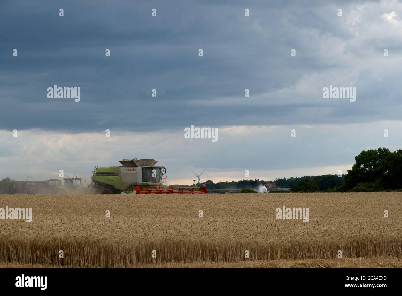Winter Harvest combined harvester reaping crop with tractor and ...