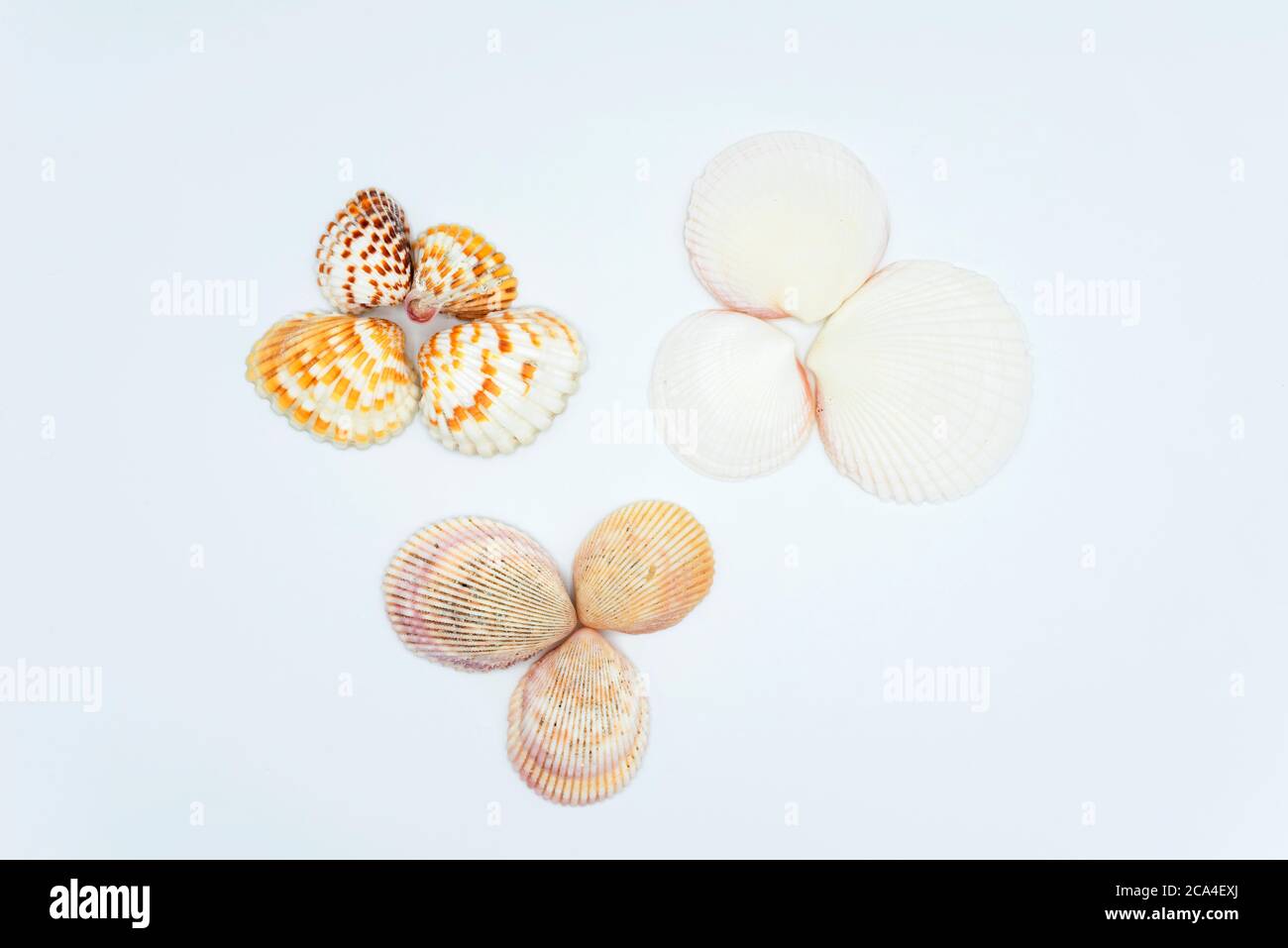 collage of seashells on gray background Stock Photo - Alamy