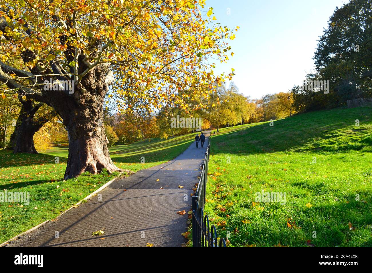 pathway with lawn on both sides and colorful trees in the background ...