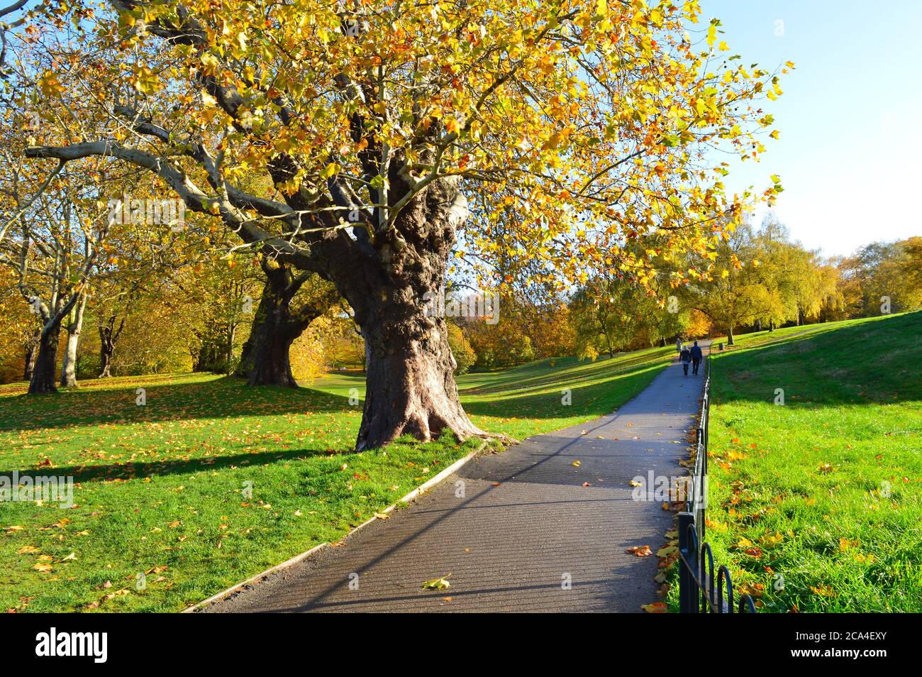 pathway with lawn on both sides and colorful trees in the background ...