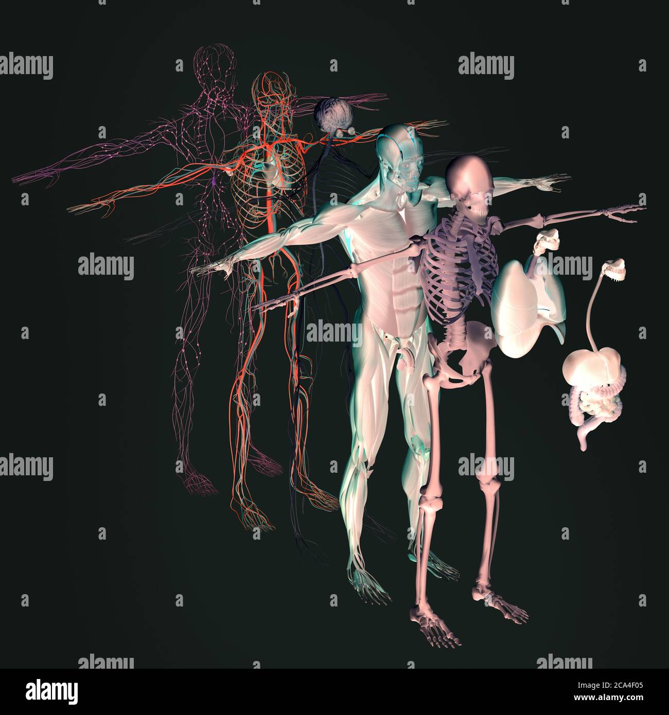 Human anatomy exploded view, diagram. Separate body systems muscle ...