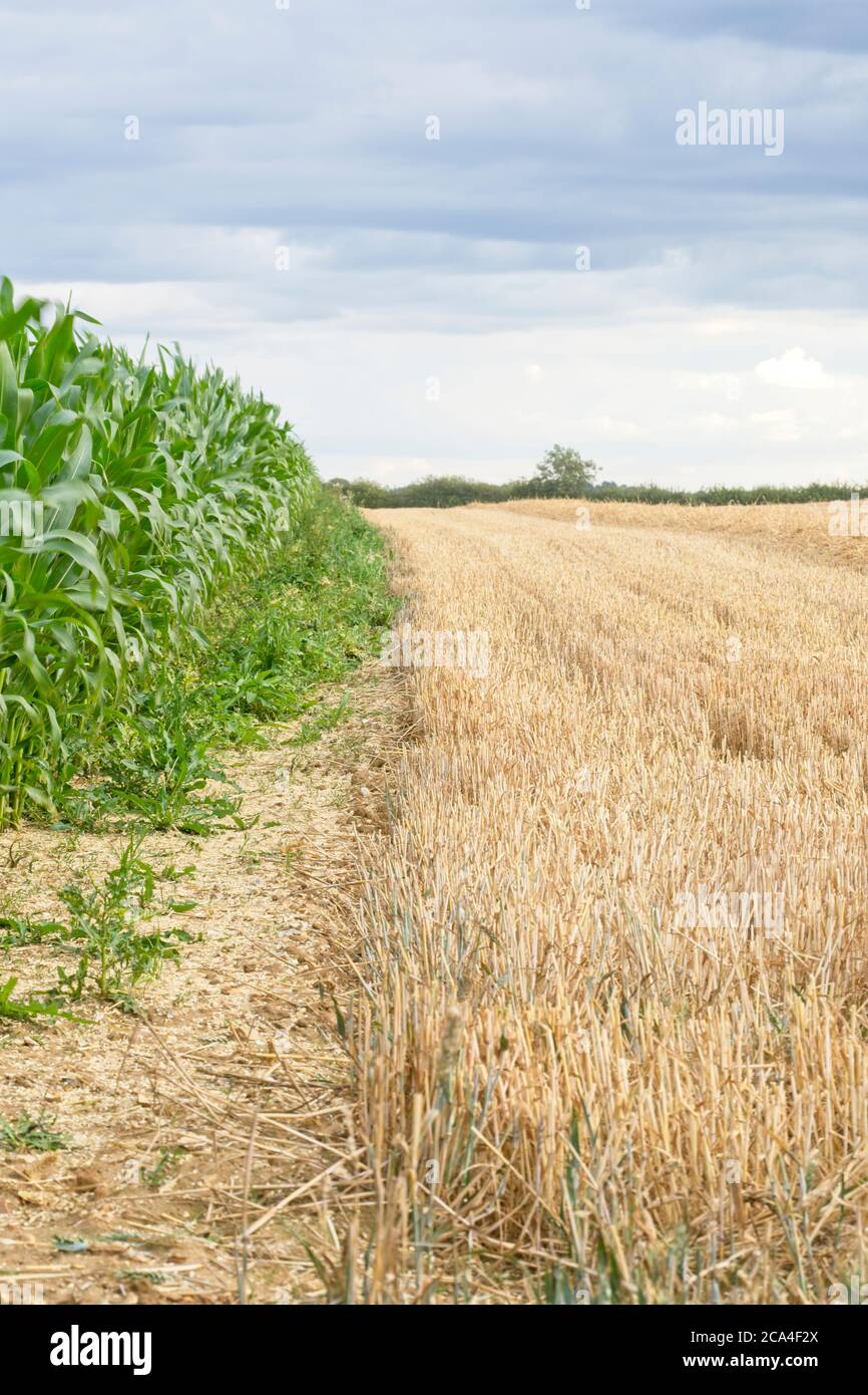 Corn crop growing alongside stubble of cereal crop Blue cloudy sky ...