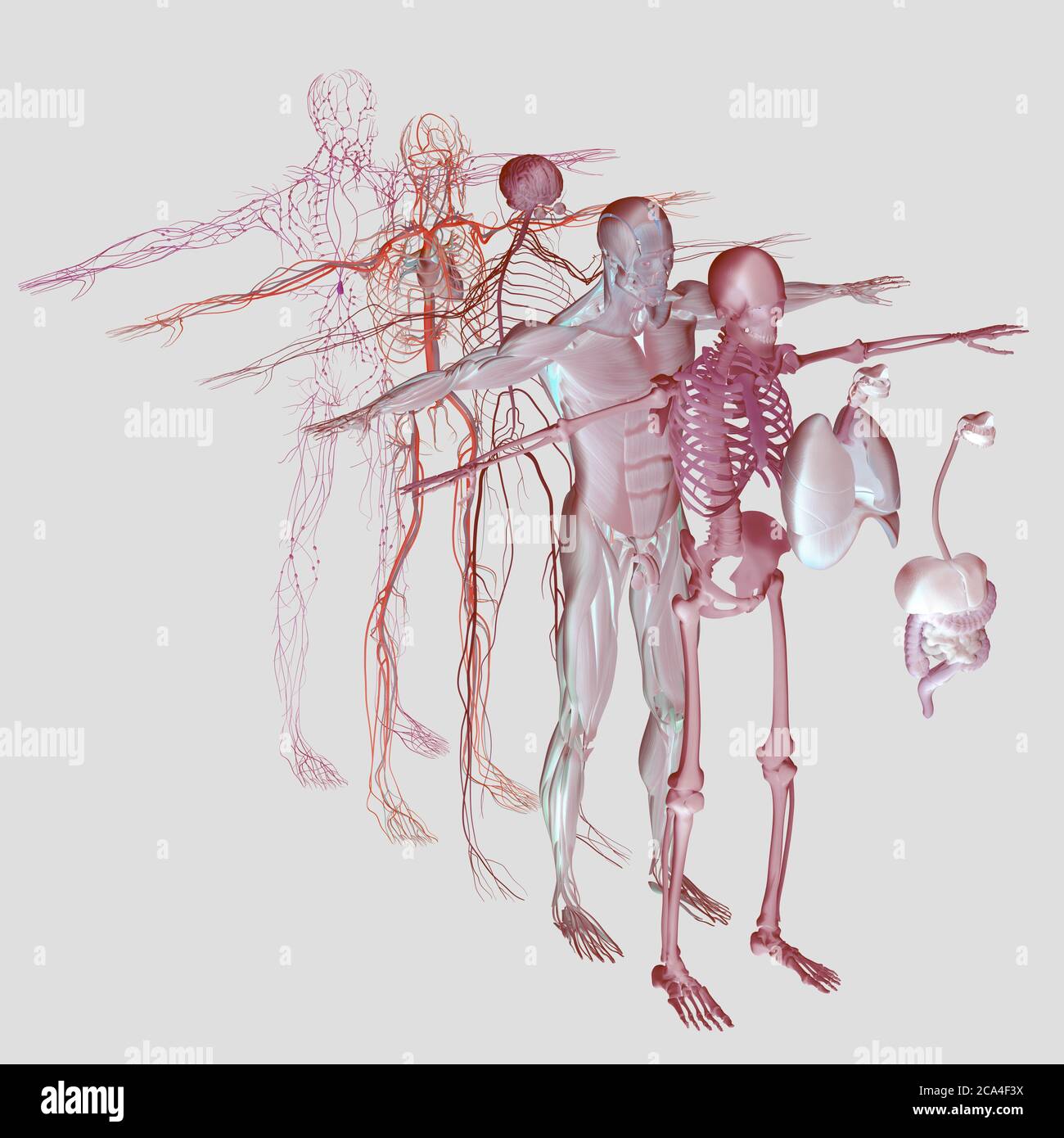 Human anatomy exploded view, diagram. Separate body systems muscle ...