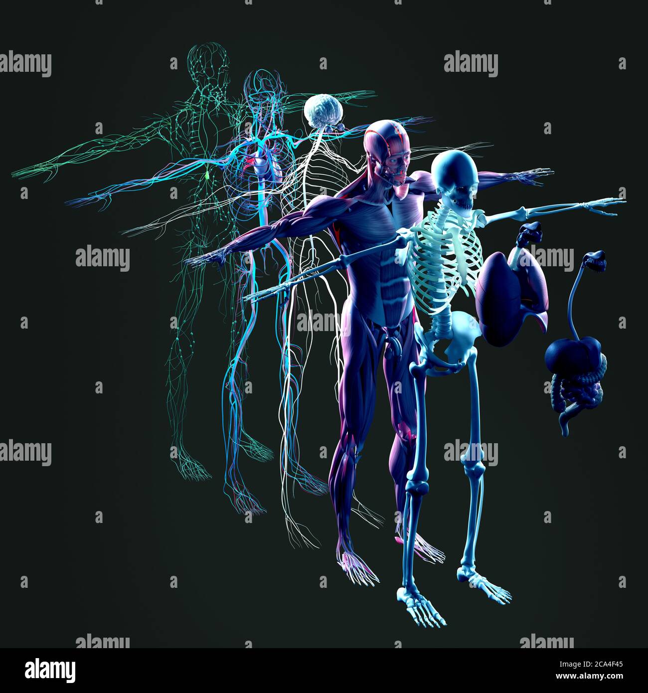 Human anatomy exploded view, diagram. Separate body systems muscle ...