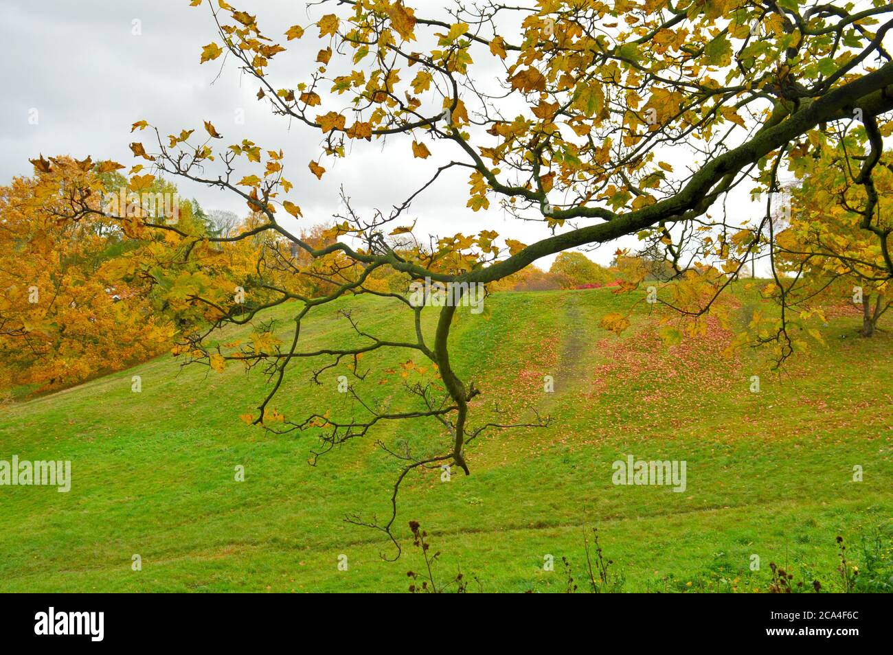 scenic landscape with branches in the foreground Stock Photo - Alamy