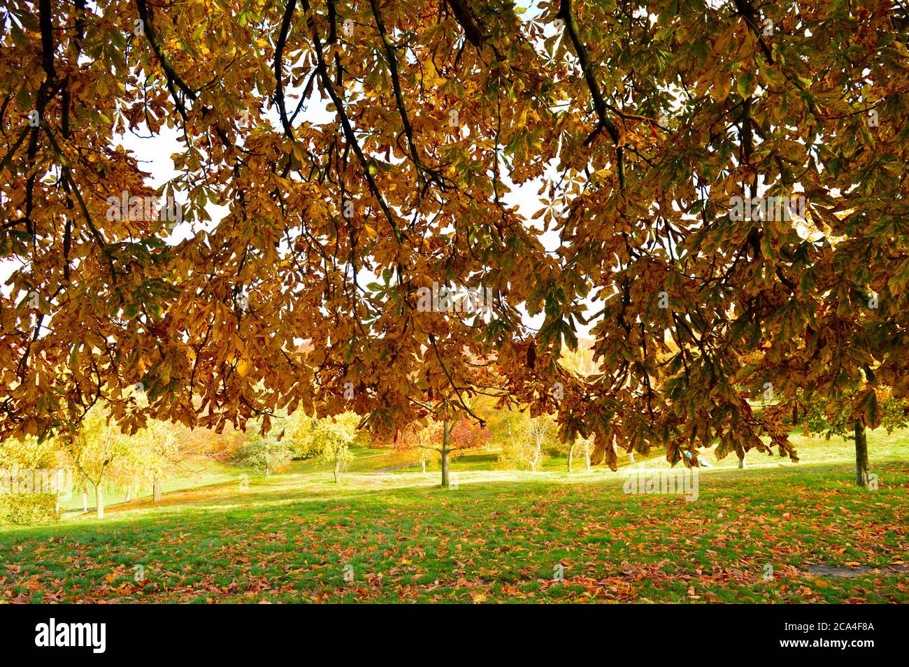 branches of a tree drooping and forming a curtain Stock Photo - Alamy