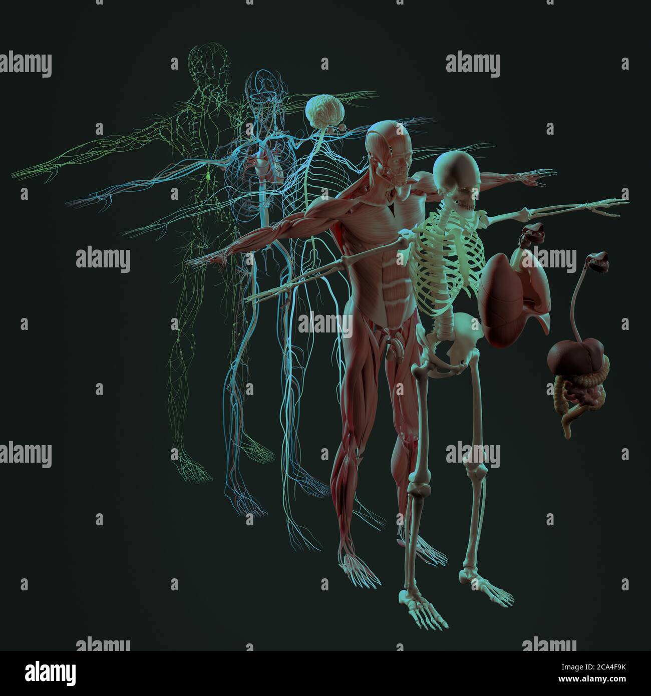 Human anatomy exploded view, diagram. Separate body systems muscle ...