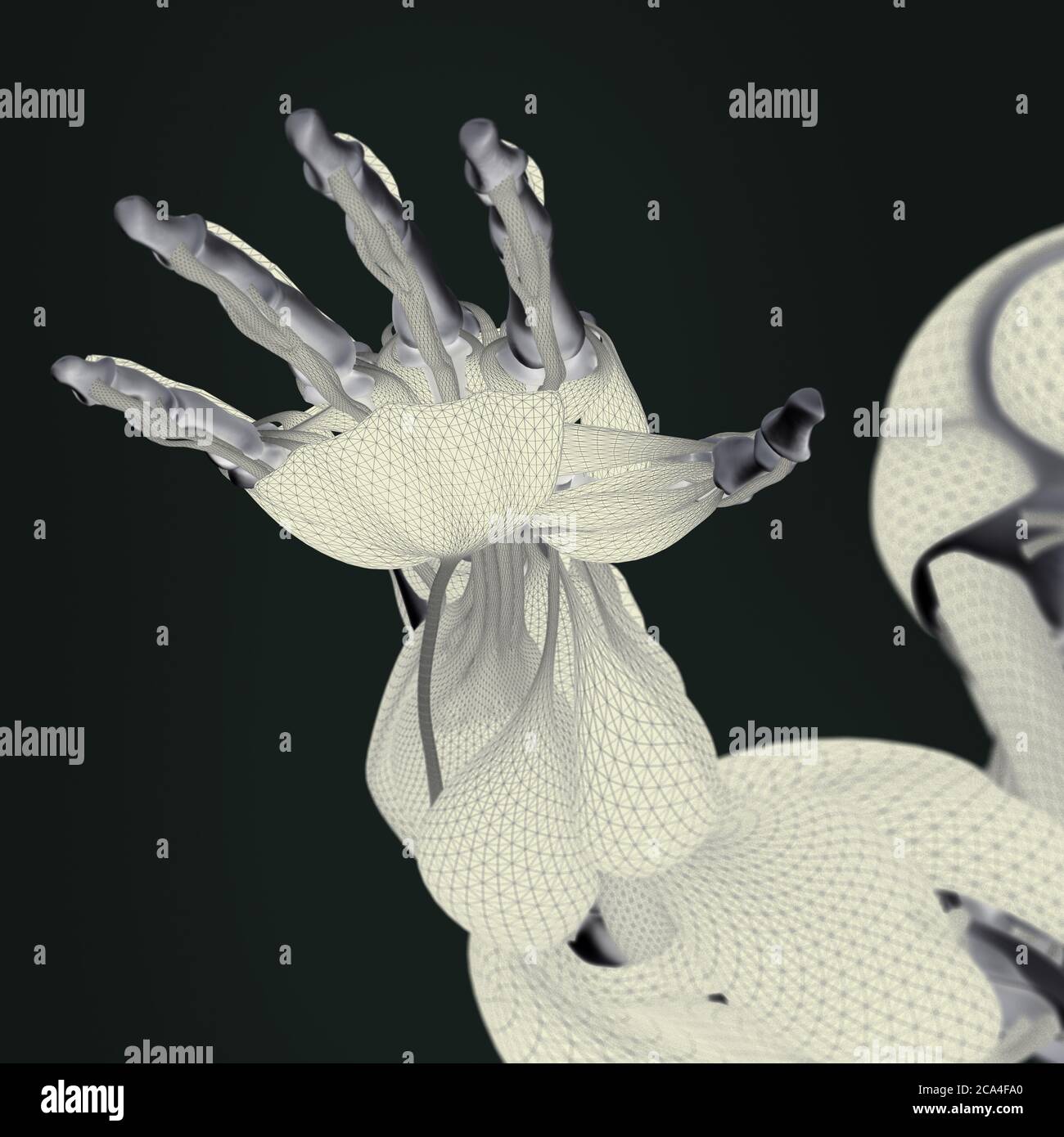 Human anatomy hand. Muscular system. Bone structure. Vascular system ...