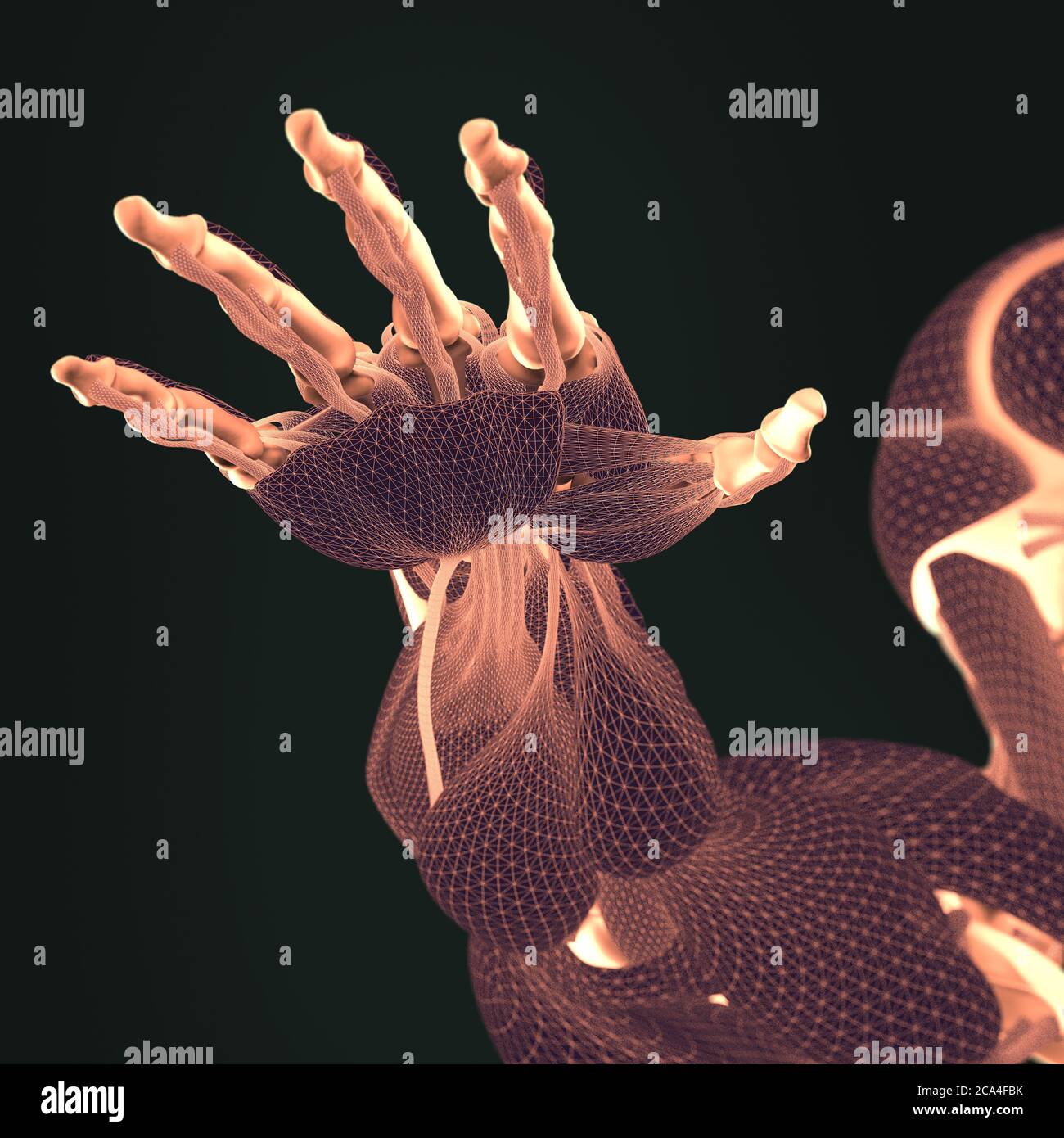 Human anatomy hand. Muscular system. Bone structure. Vascular system ...