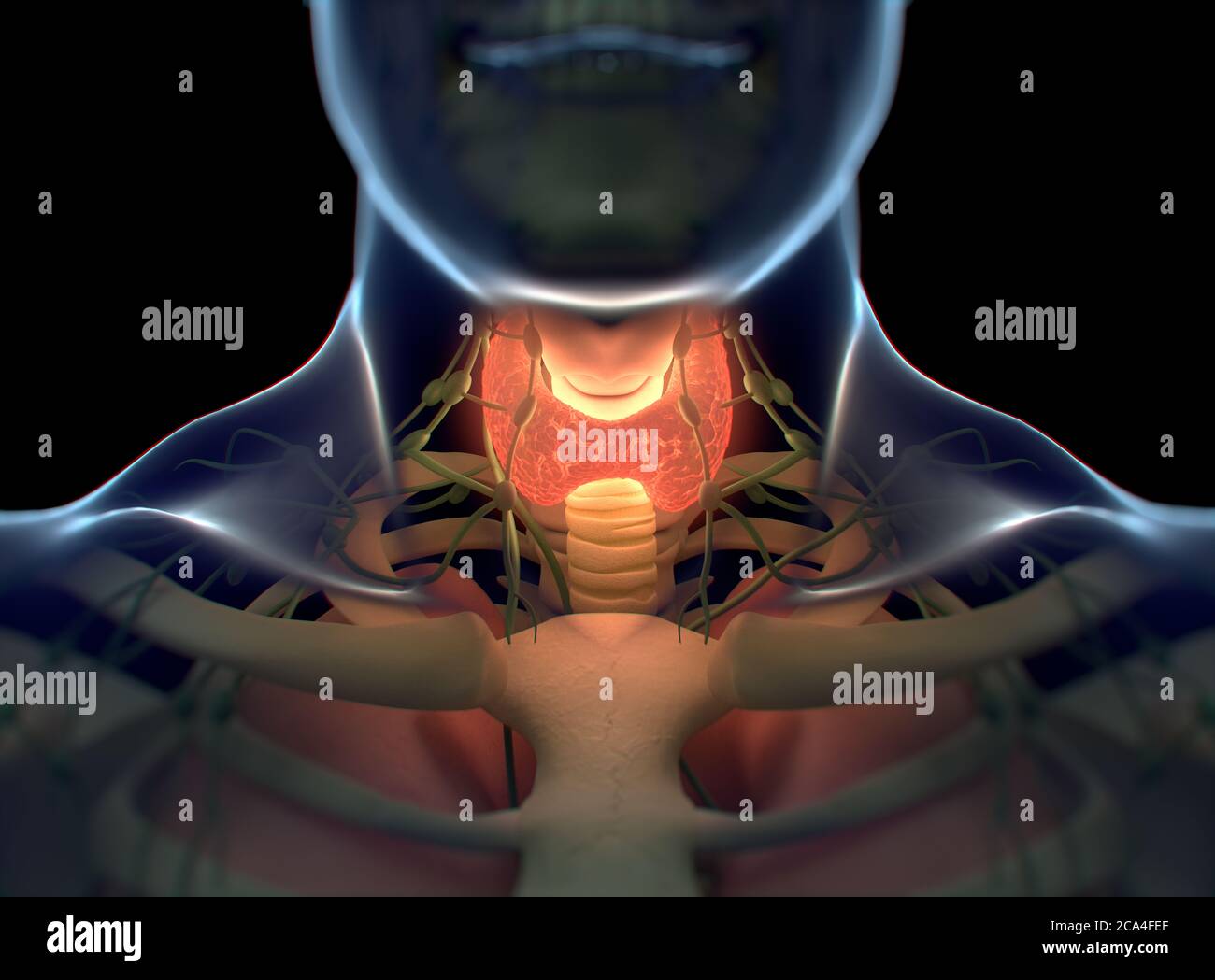 Thyroid gland inside human body. Glowing red. 3D illustration Stock ...