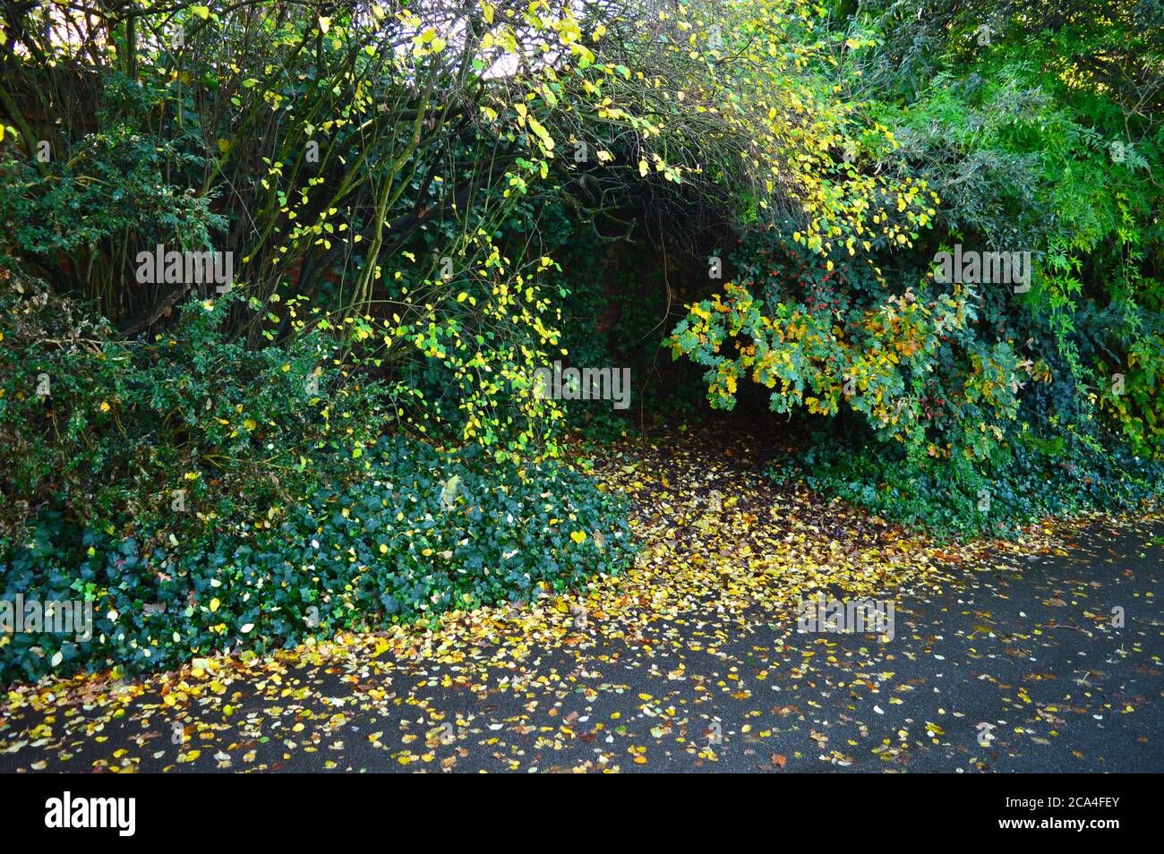 pathway with fallen leaves and green background Stock Photo - Alamy