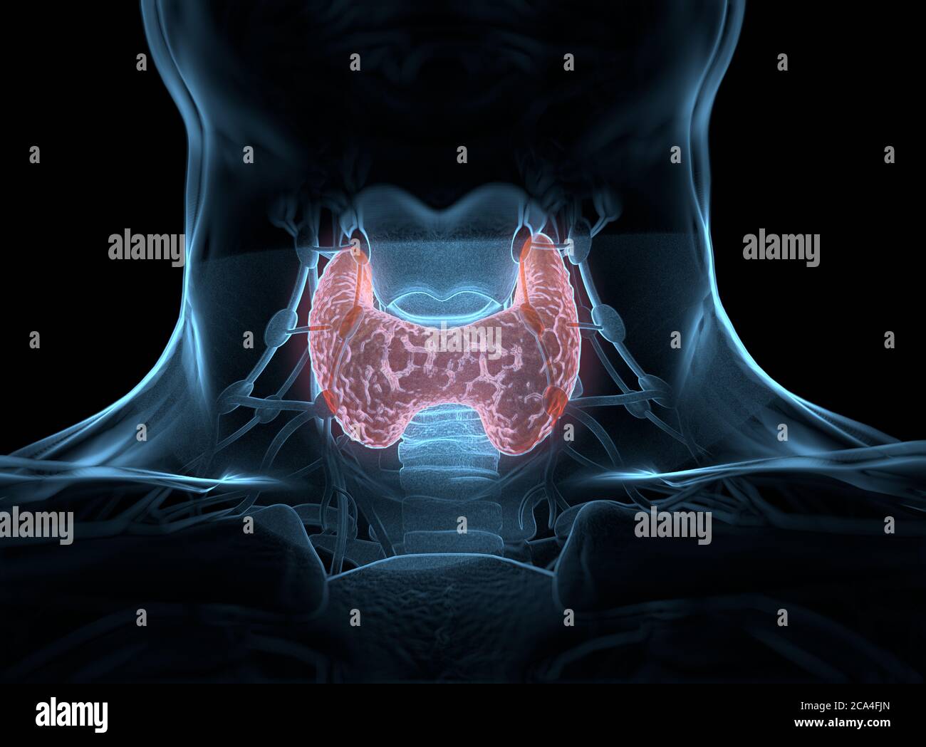 Thyroid gland inside human body. Glowing red. 3D illustration Stock ...