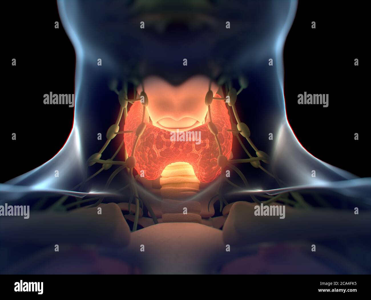 Thyroid gland inside human body. Glowing red. 3D illustration Stock ...