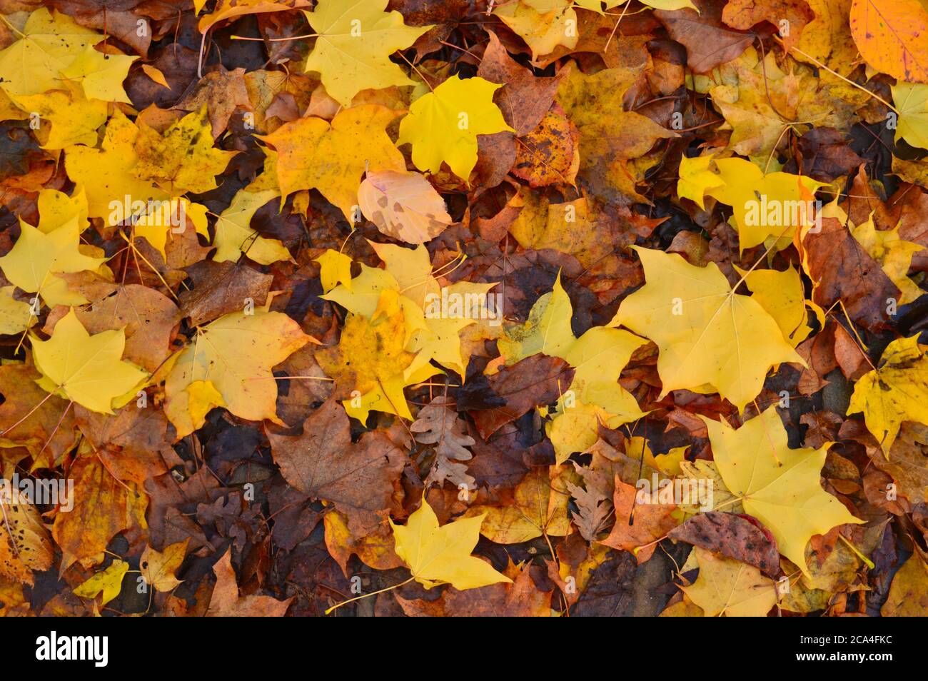 Yellow leaves on a pavement pattern Stock Photo - Alamy