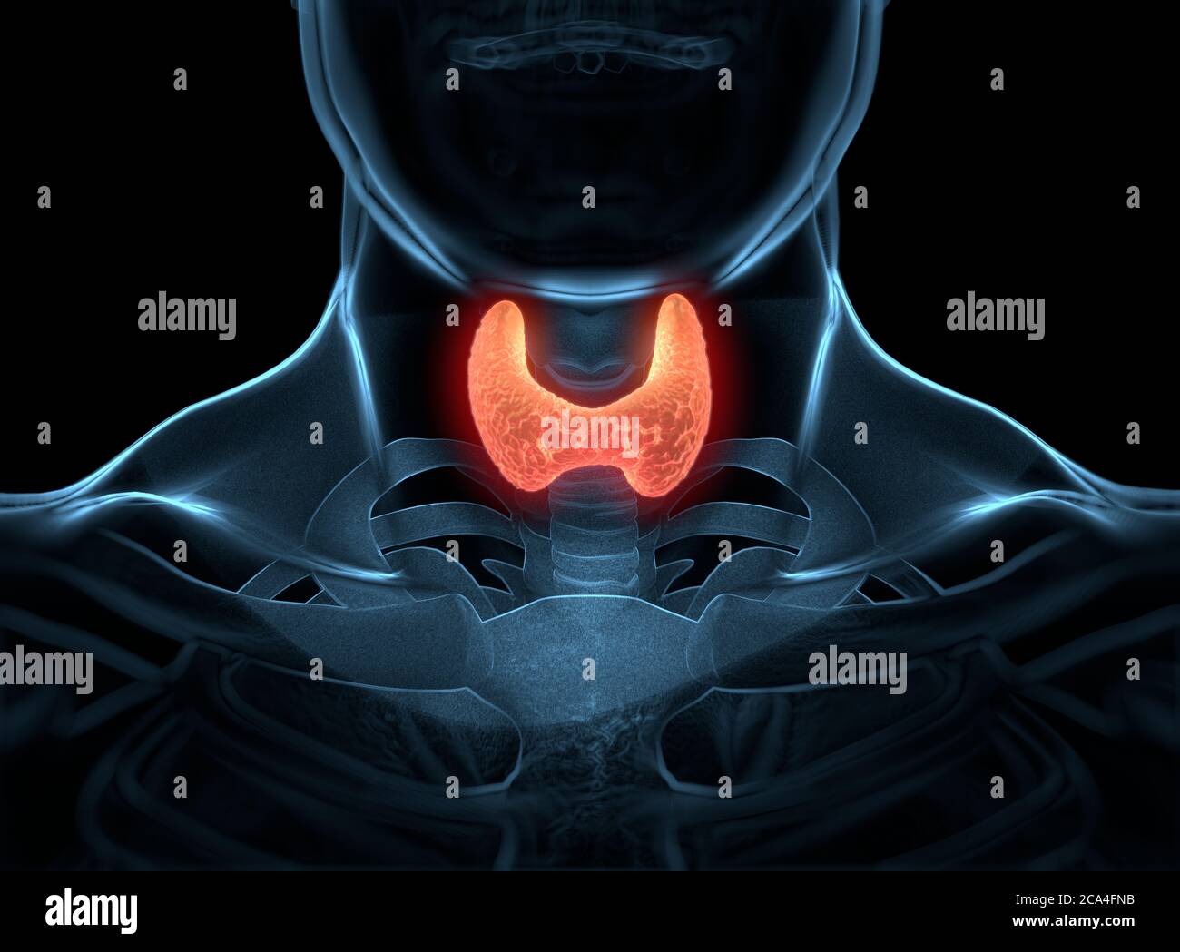 Thyroid gland inside human body. Glowing red. 3D illustration Stock ...