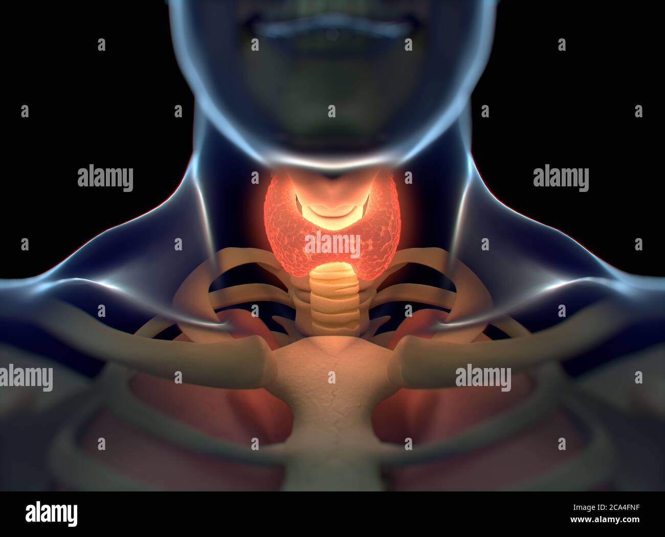 Thyroid gland inside human body. Glowing red. 3D illustration Stock ...