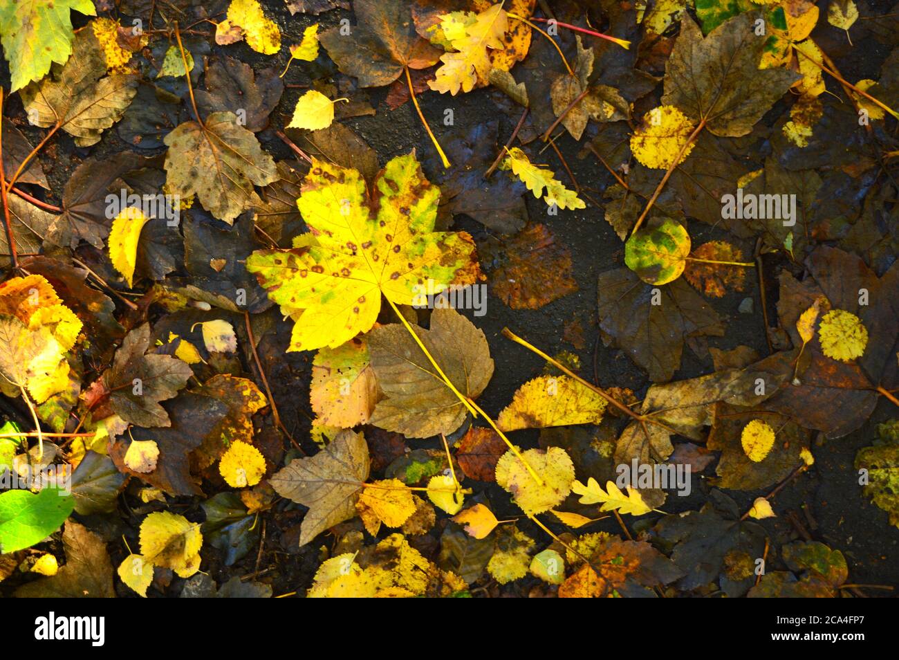 Yellow leaves on a pavement pattern Stock Photo - Alamy
